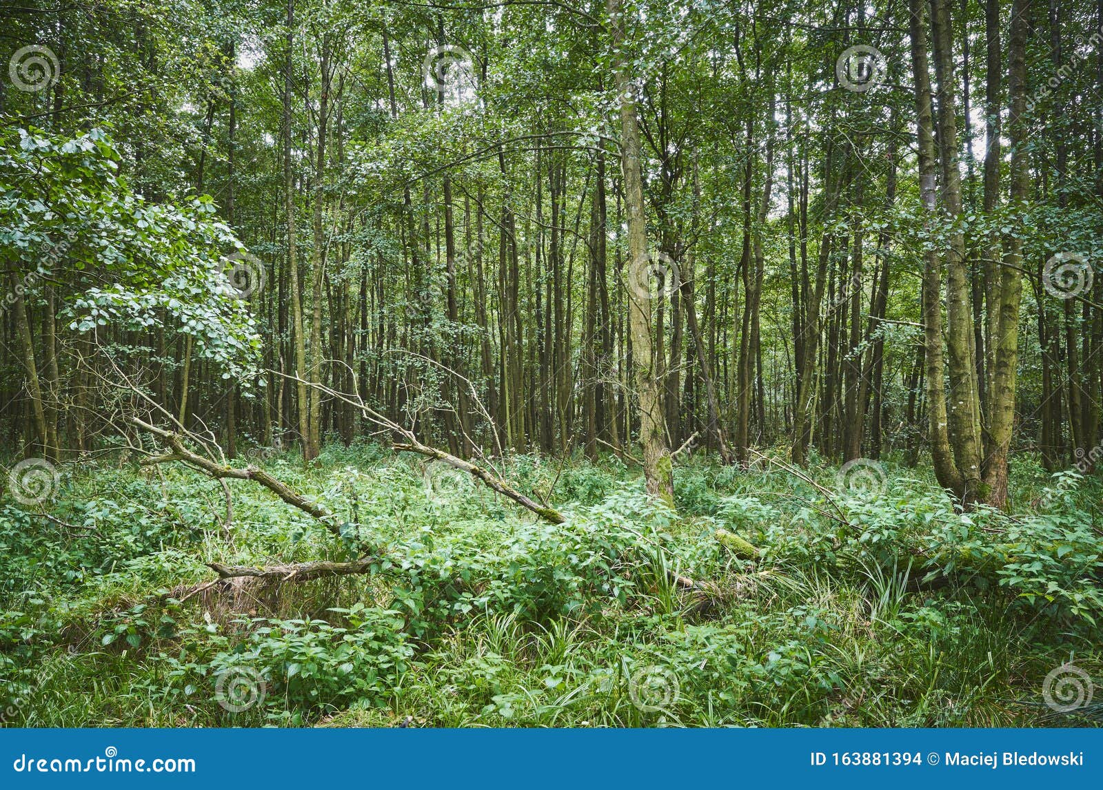 Picture of a Dense Primeval Forest Stock Photo - Image of nature, flora ...