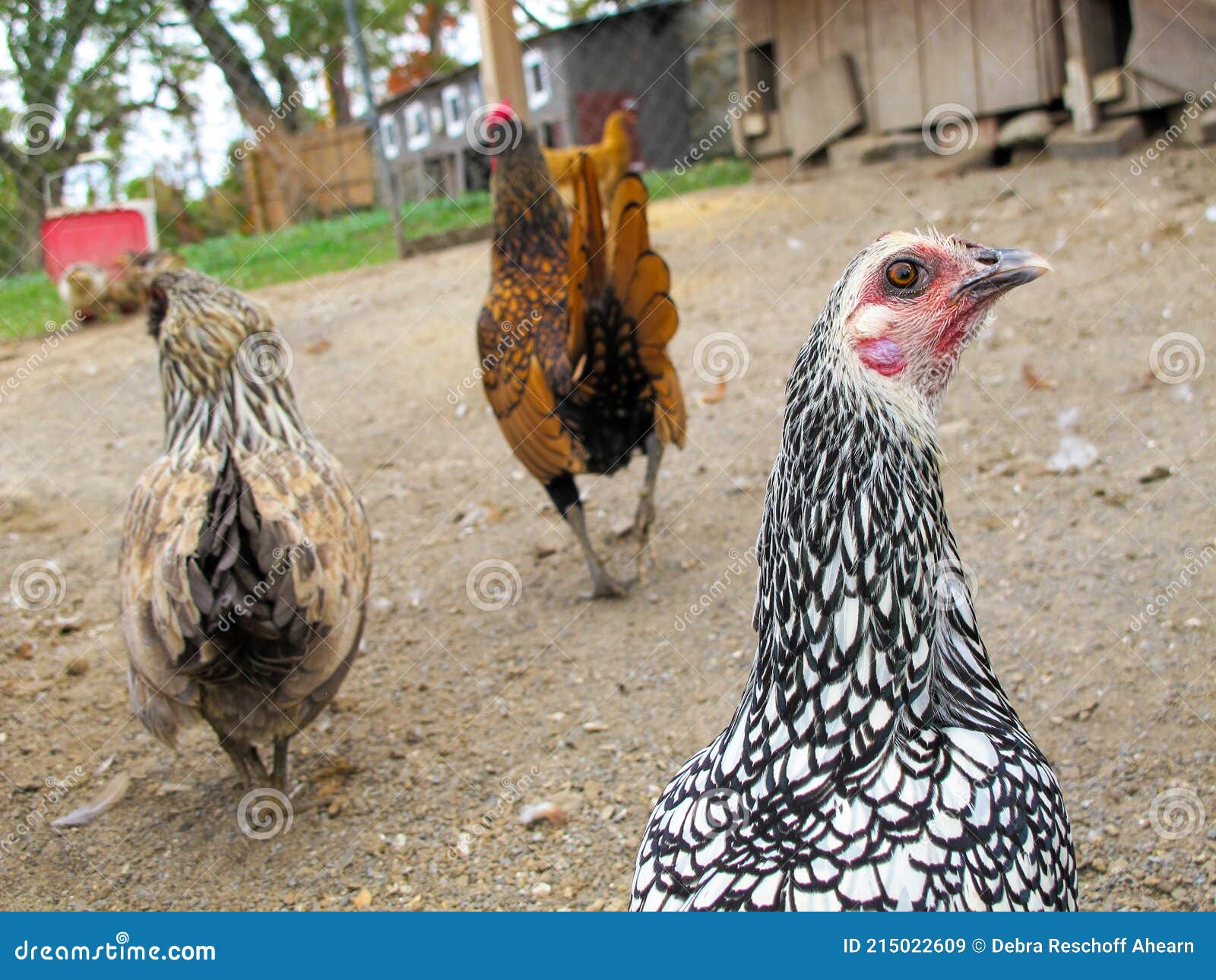 Picture Of Two Chickens Before They Became Fried Chicken Royalty-Free ...