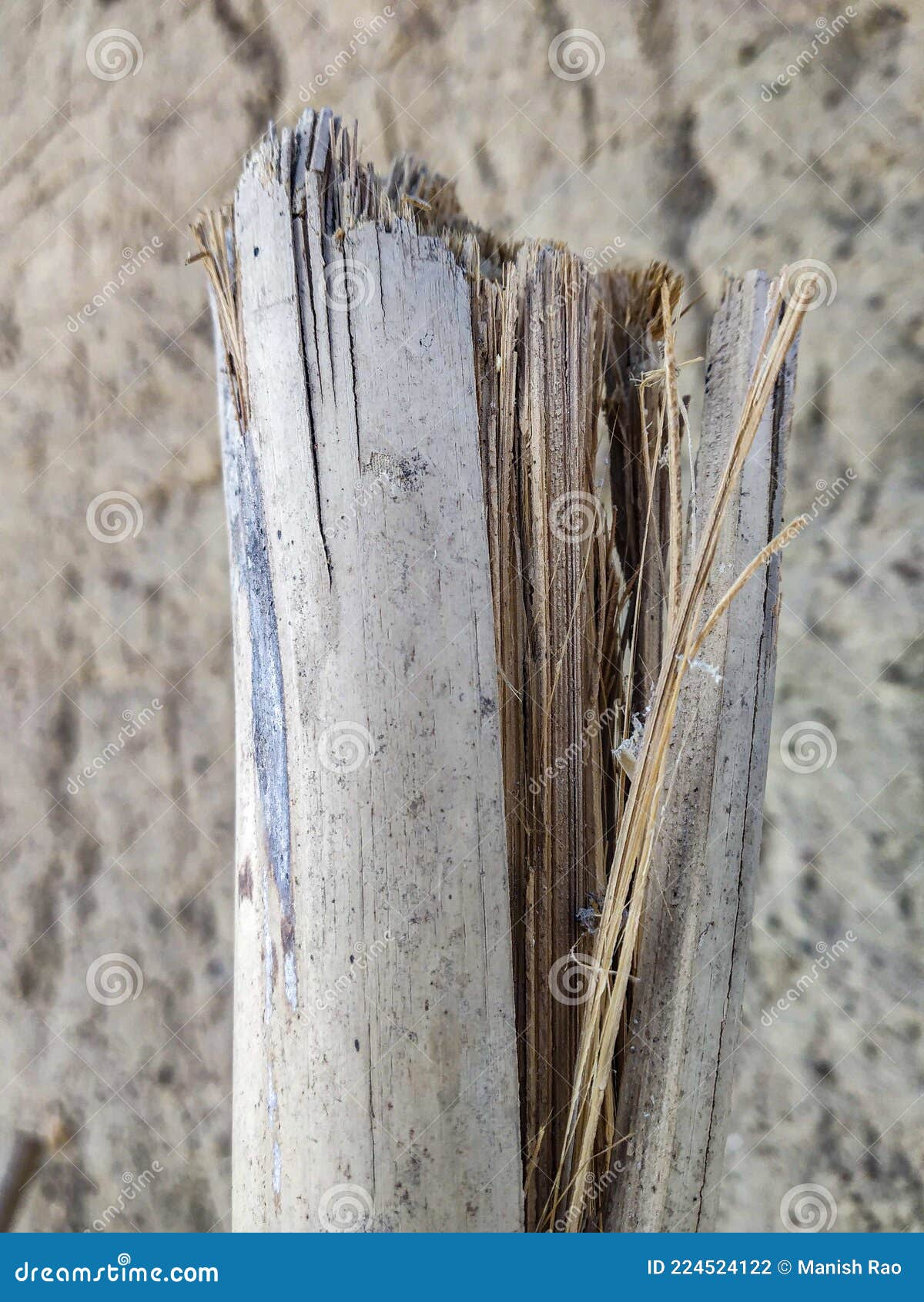 This is the Picture of a Dry Broken Bamboo. Stock Photo - Image of ...