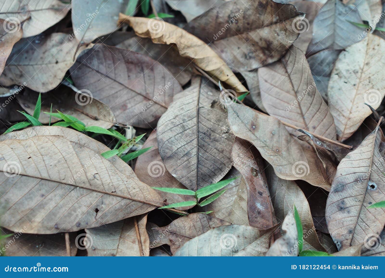 Picture of Dry Leaves on a Stack of Rubber Leaves Stock Photo - Image ...