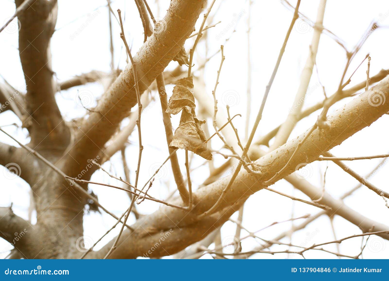 Picture of Dry Tree Branches Stock Photo - Image of natural, dead ...