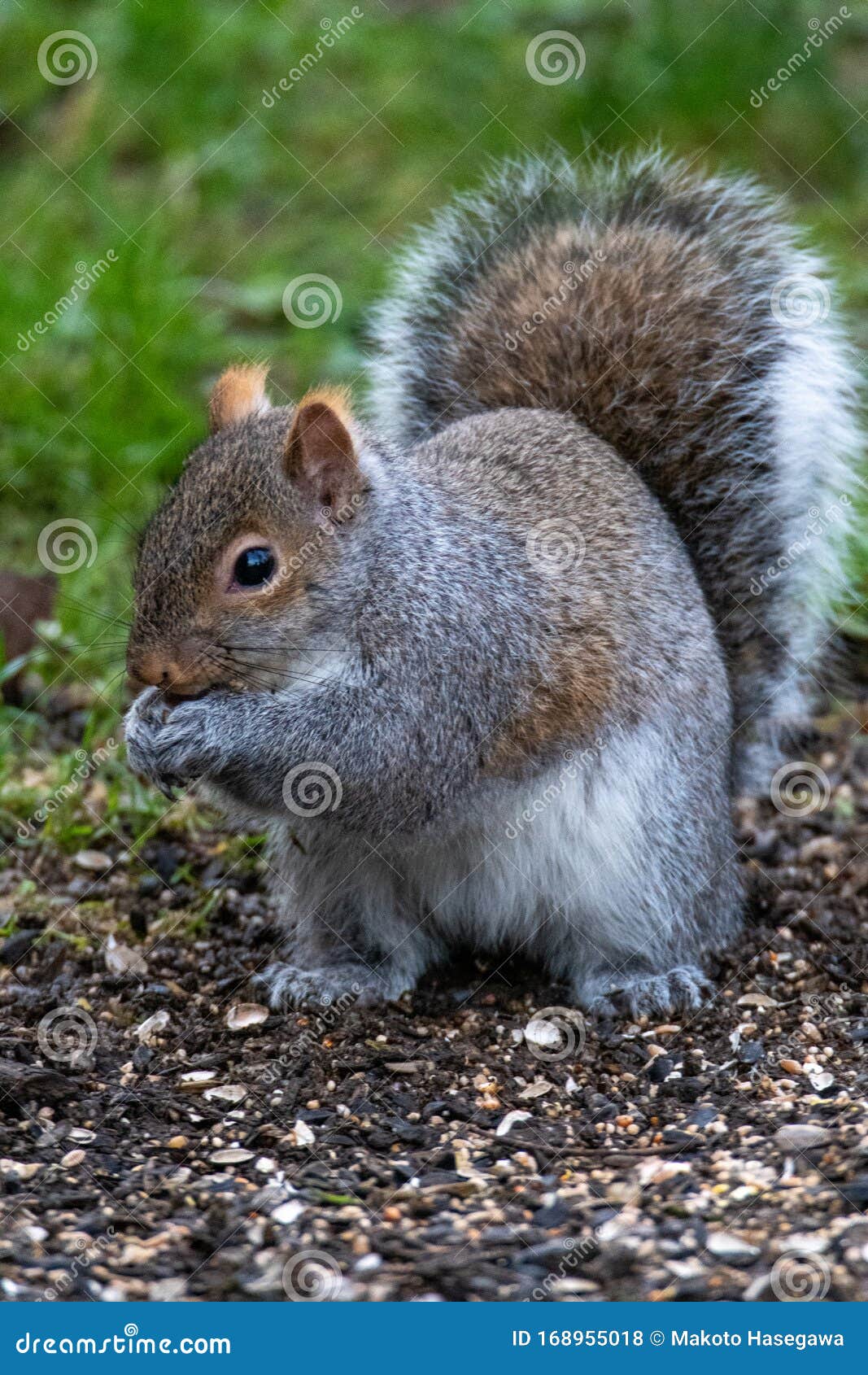 A Picture of a Eastern Grey Squirrel Standing on the Ground. Stock ...