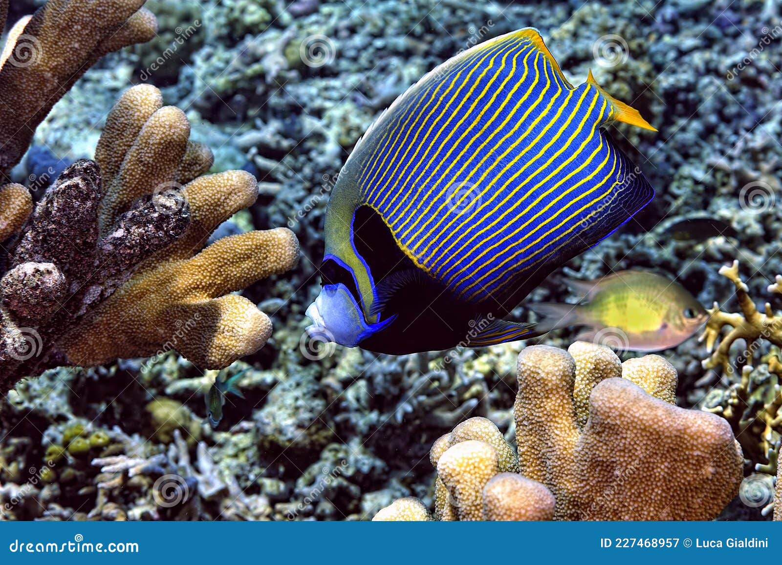 A Picture of an Emperor Fish Stock Image - Image of bright, beauty ...