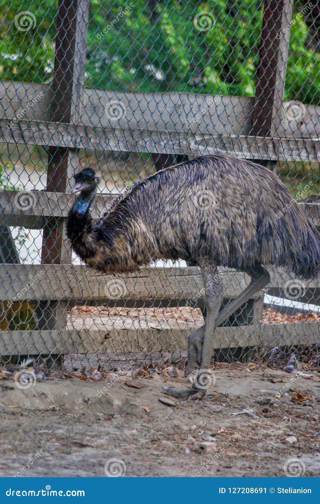 View with an Emu at the Zoo Stock Image - Image of wild, silhouette ...