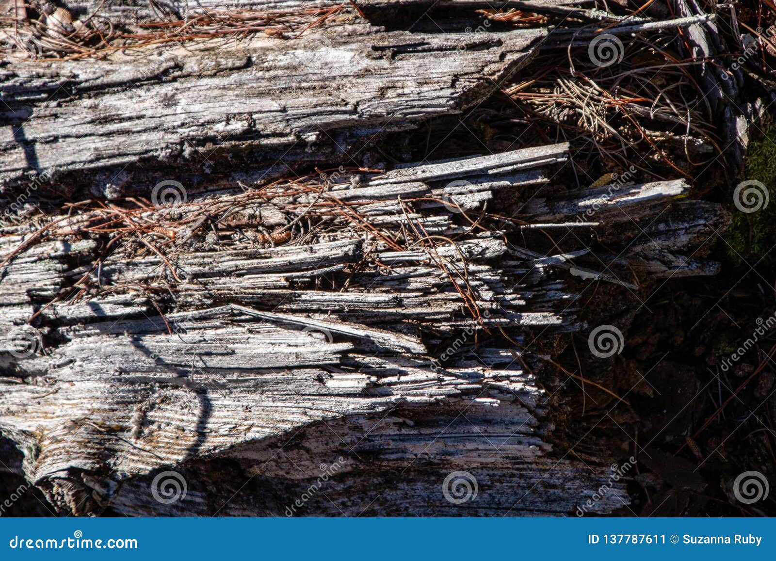 Fallen log stock image. Image of nature, fallen, tree - 137787611