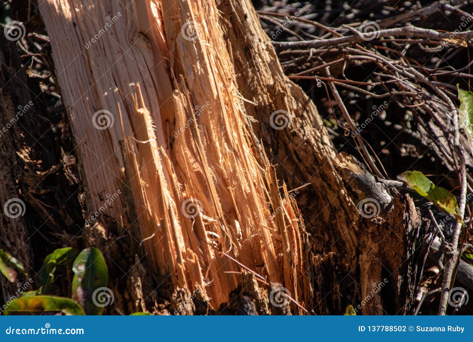 Fallen log stock photo. Image of tree, fallen, brown - 137788502
