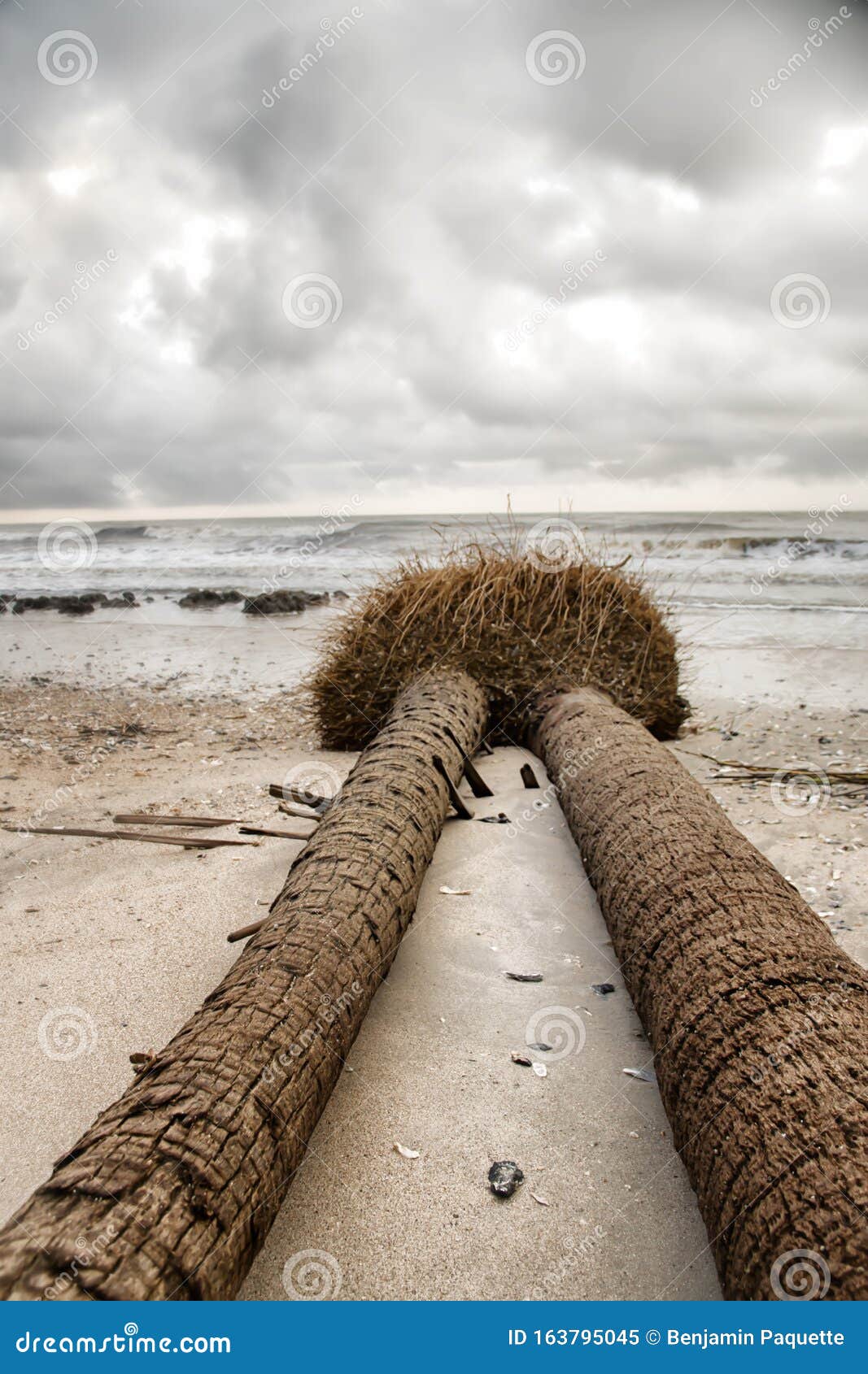 Fallen Palm Trees on a Beach Stock Image - Image of palm, coast: 163795045