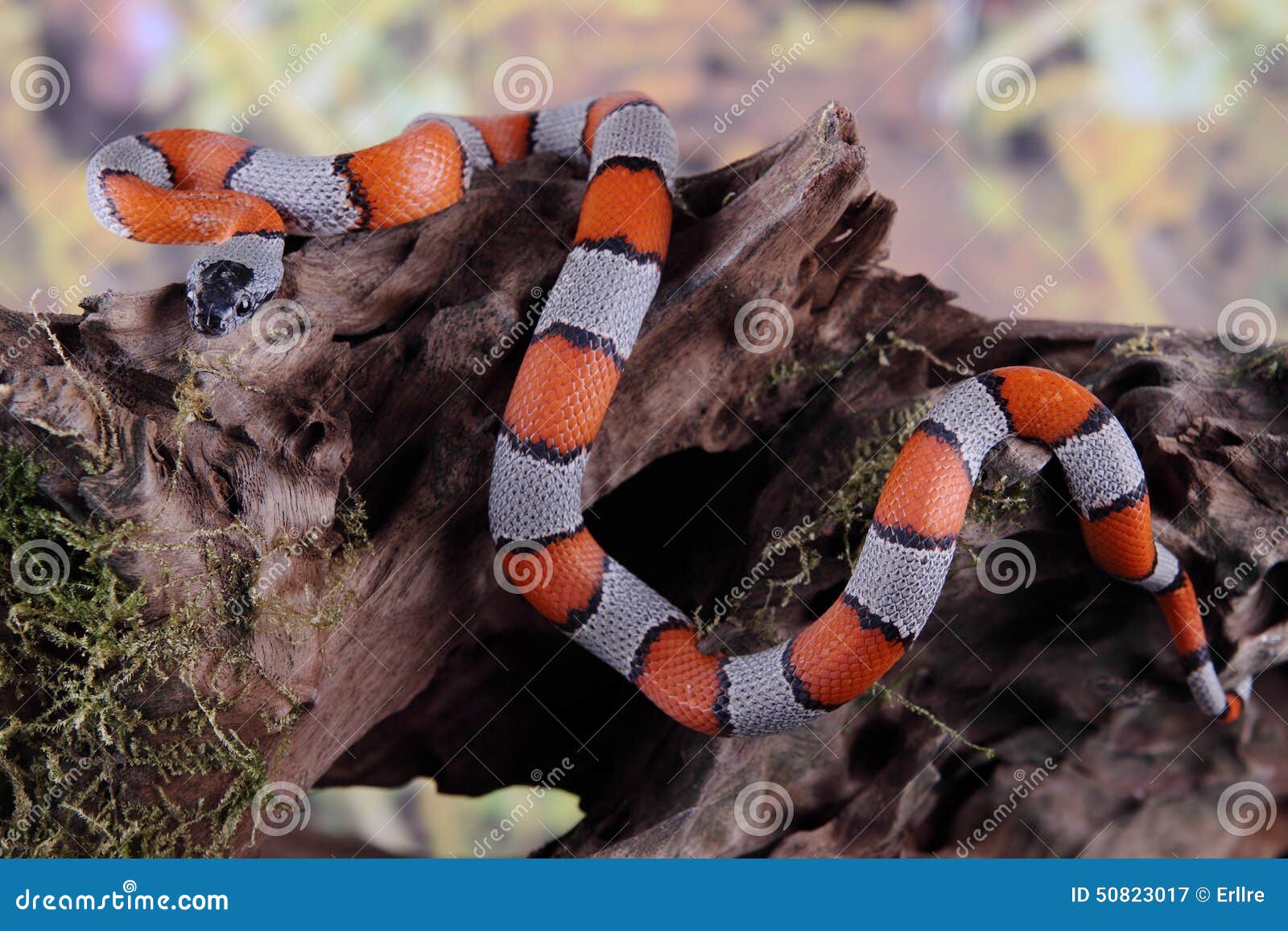 Picture of a False Coral Snake Stock Image - Image of serpent ...