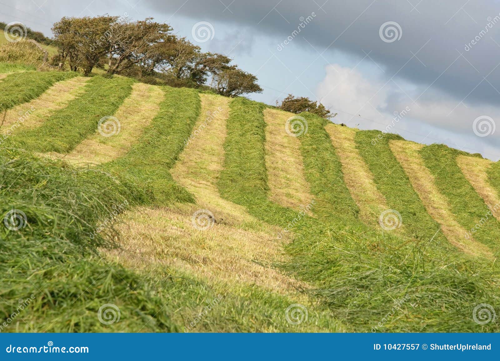 Picture of Farm Field with Newly Cut Grass Stock Image - Image of ...
