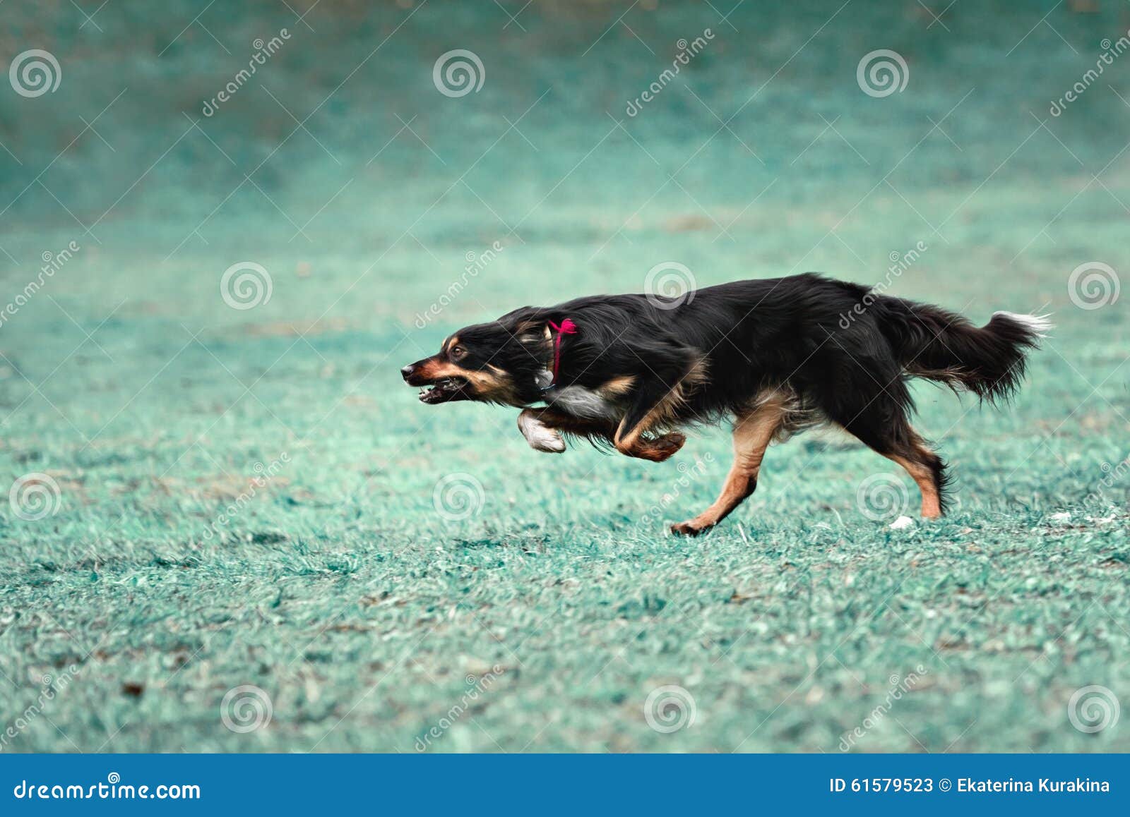 Picture of a Fast Dog Running Stock Image - Image of obedient, nose ...