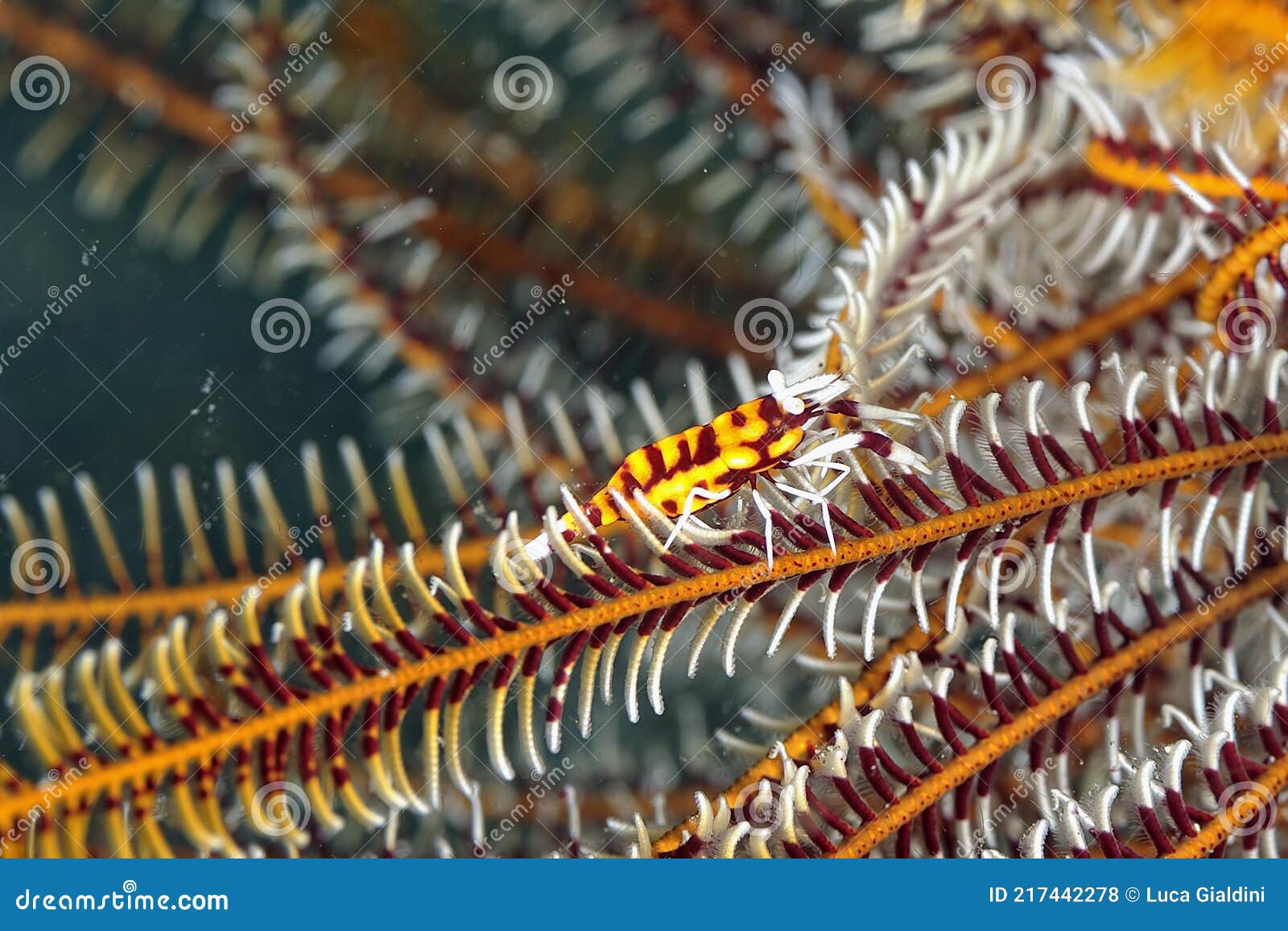 A Picture of a Feather Star Shrimp Stock Photo - Image of anemone ...