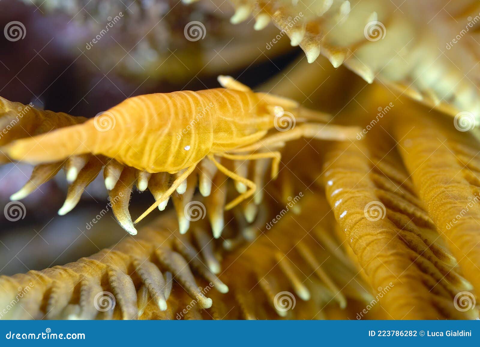 A Picture of a Feather Star Shrimp Stock Photo - Image of brown, orange ...
