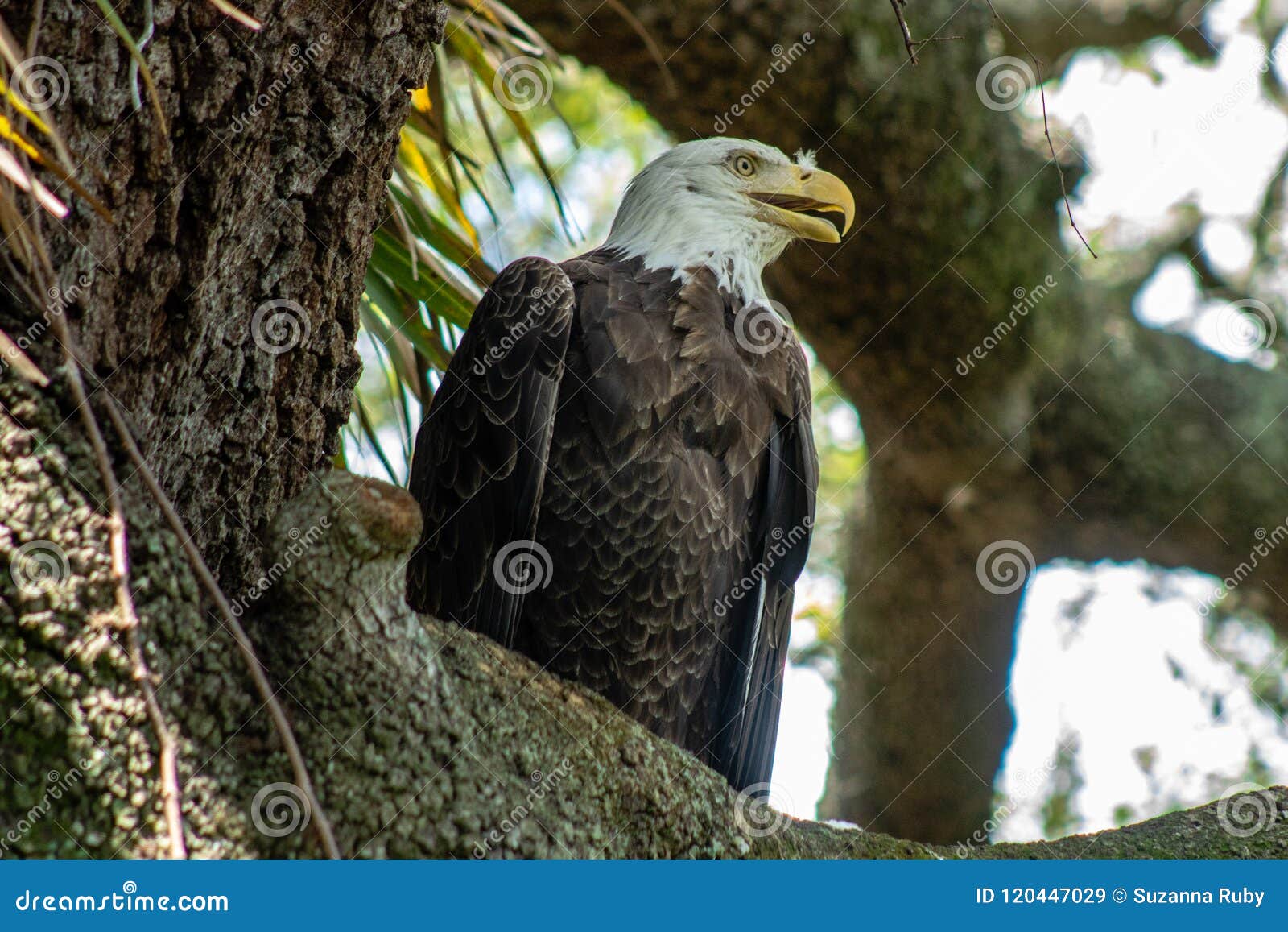 Female bald eagle stock image. Image of feather, eagle - 120447029