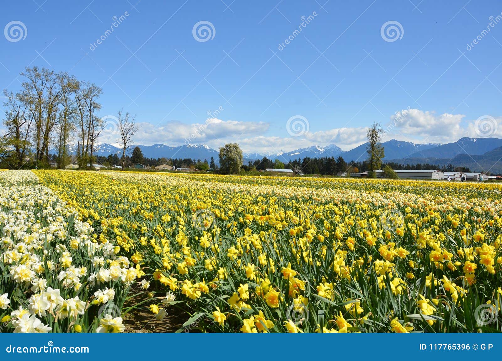 A Field of Daffodils stock photo. Image of agriculture - 117765396