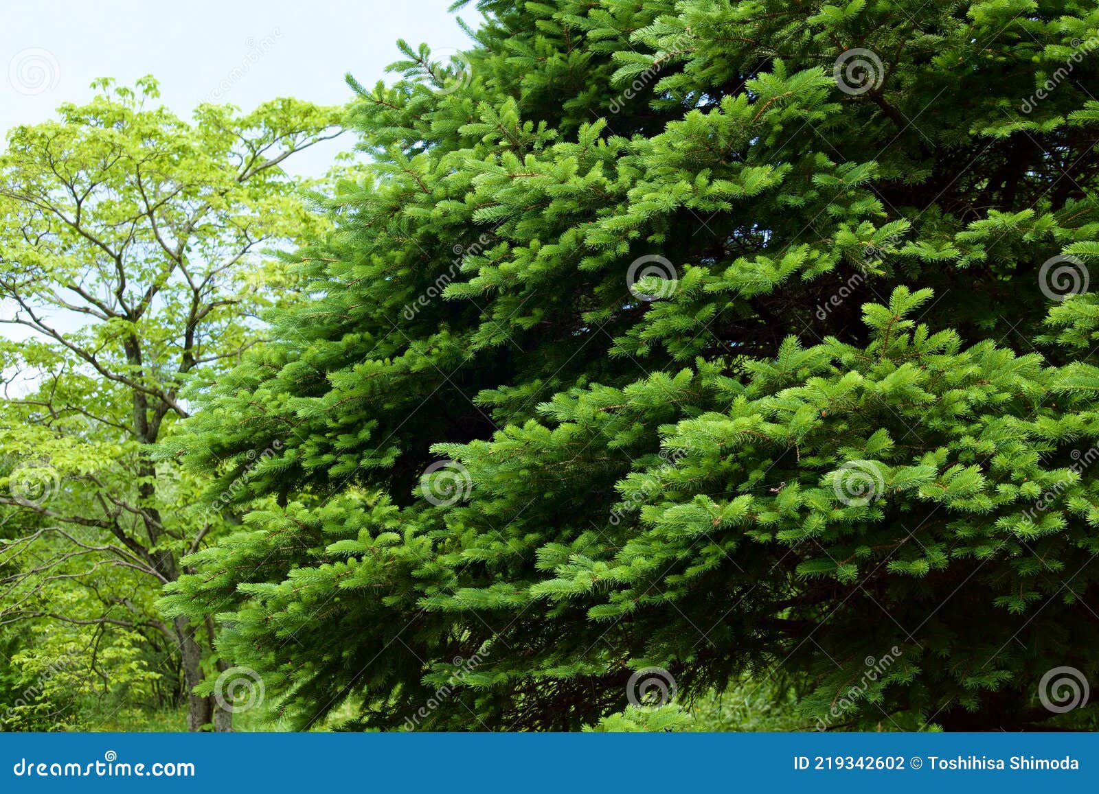 Scenery of Fir Trees in a Clear Forest. Stock Photo - Image of blue ...