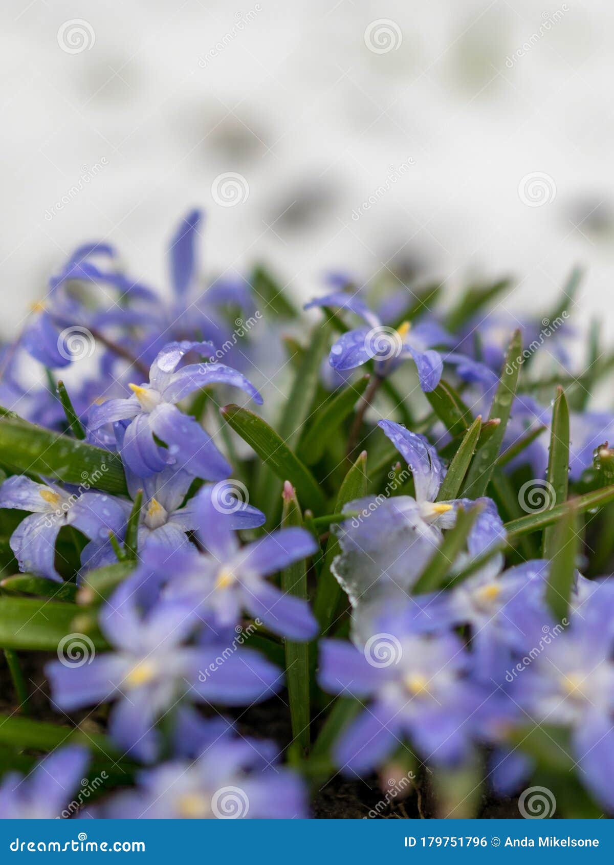 Picture with the First Spring Flowers in the Snow Stock Photo - Image ...