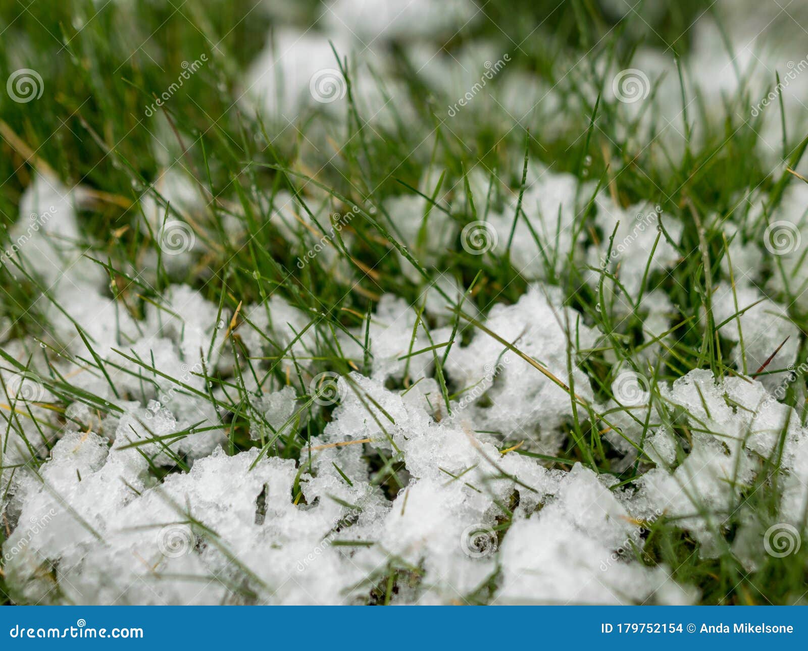 Picture with the First Spring Flowers in the Snow Stock Photo - Image ...