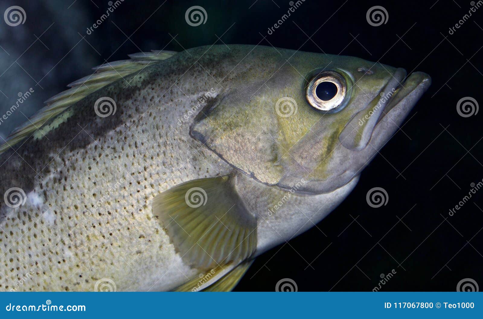 Picture with a Fish Looking in Camera in the Sea Stock Photo - Image of ...