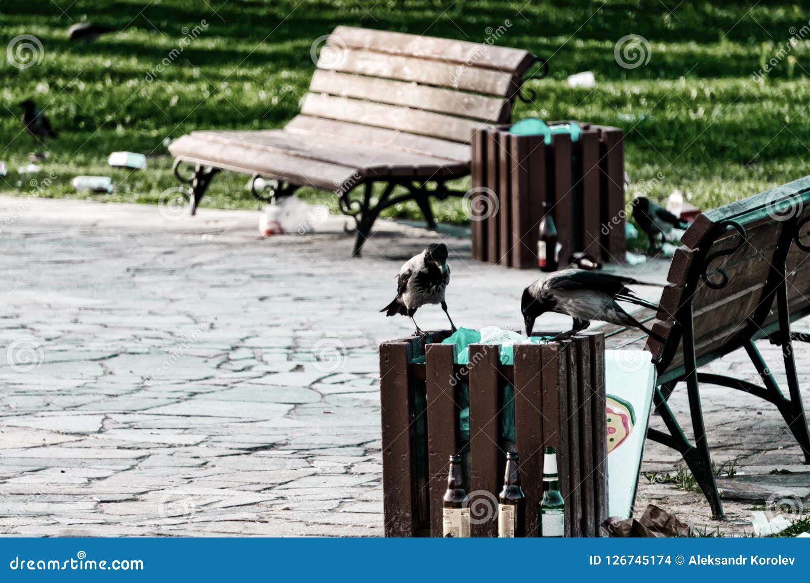 A Picture of a Flock of Crows Eating Garbage from a Trash Bin and Doing ...