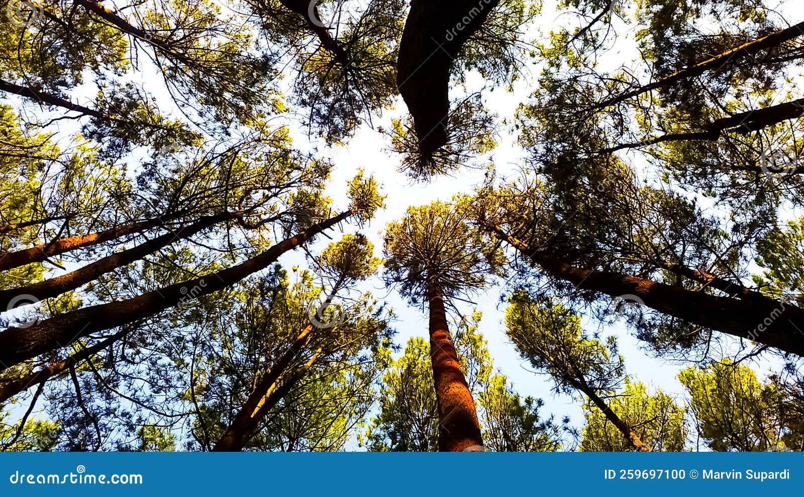 Picture of Forest, Bottom View. Stock Photo - Image of autumn, forest ...