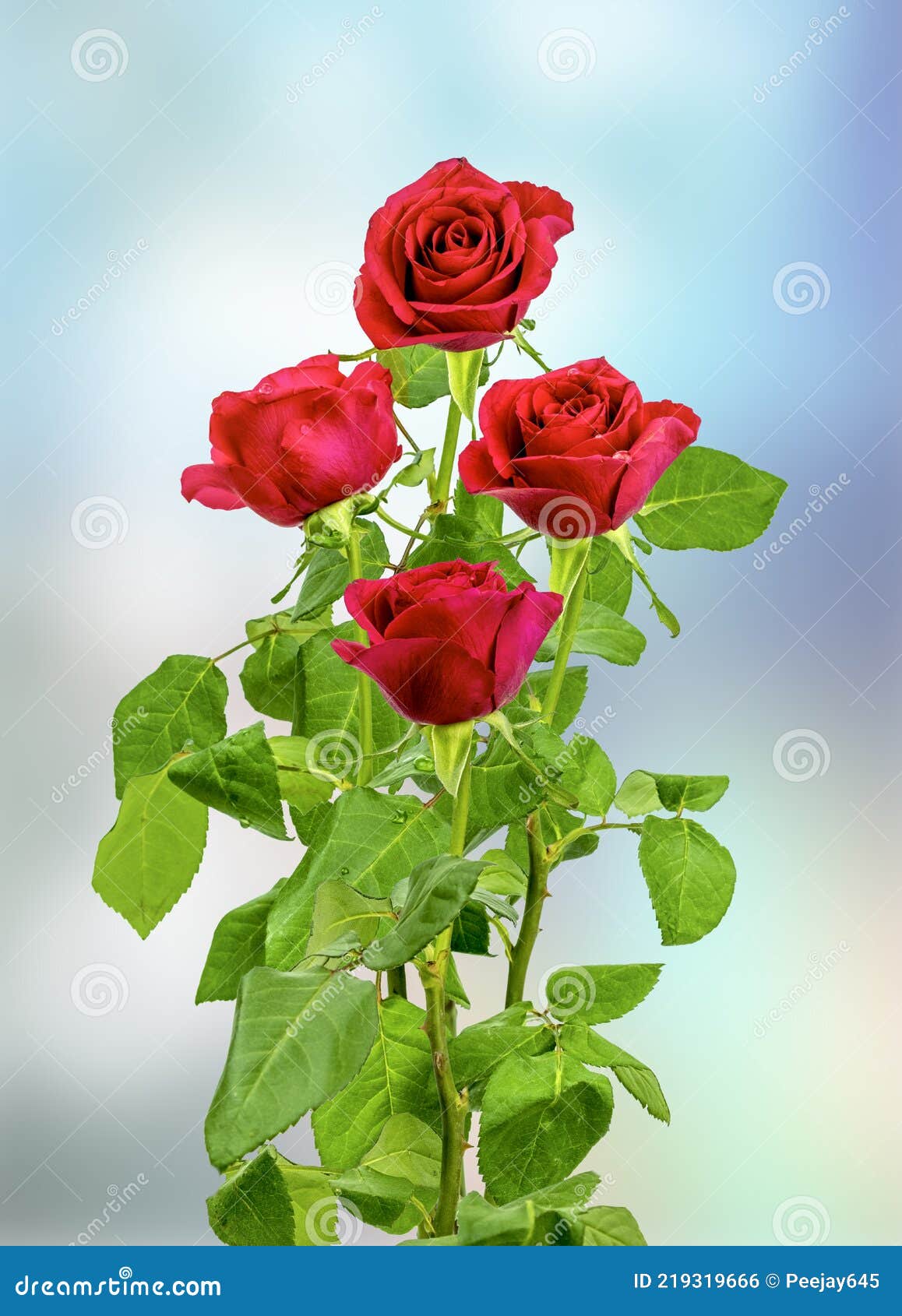 Four Ruby Red Roses in Full Bloom Stock Photo - Image of four, beauty ...