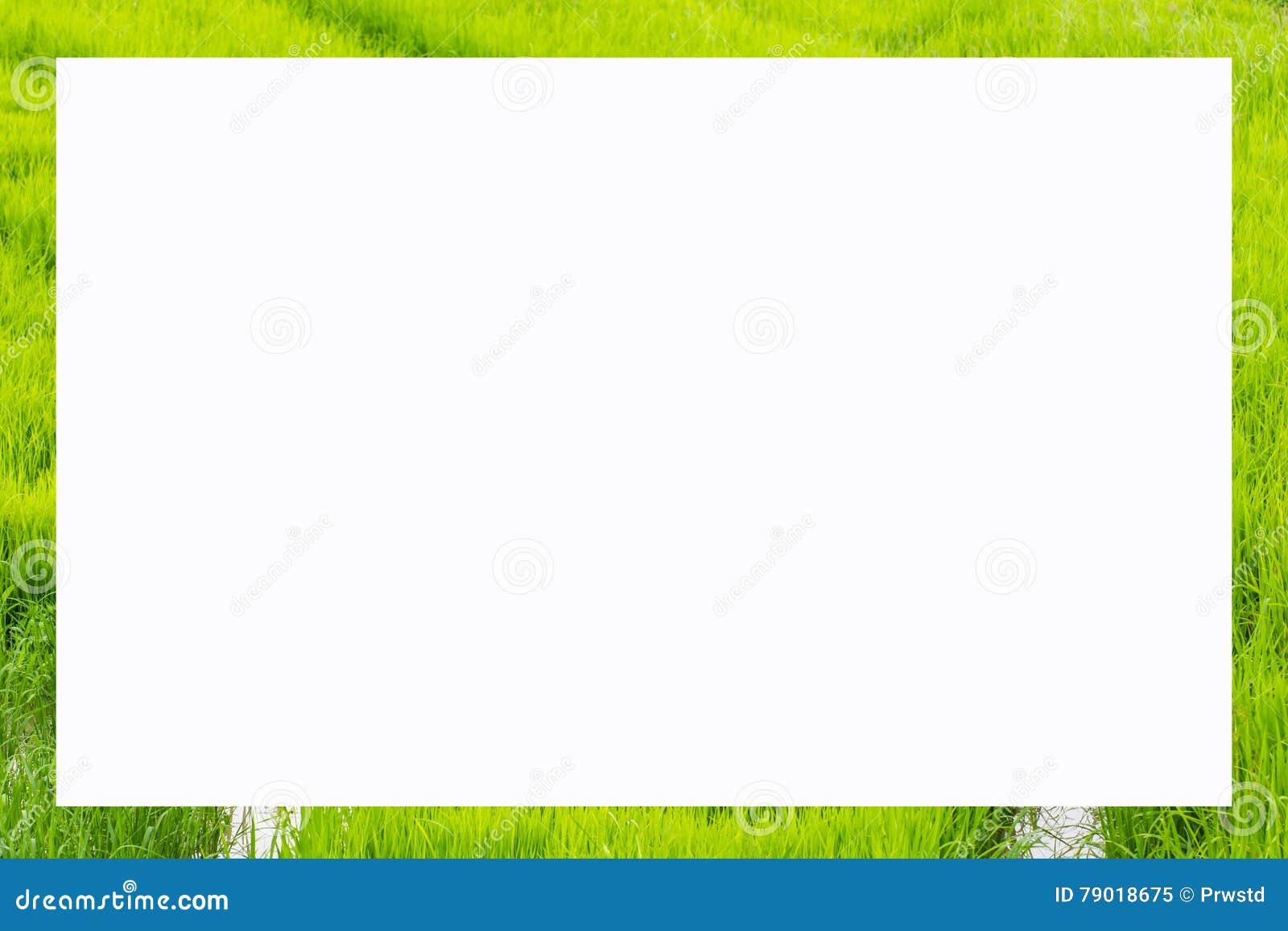 Picture Frame Form Green Rice Fields Stock Image - Image of healthy ...