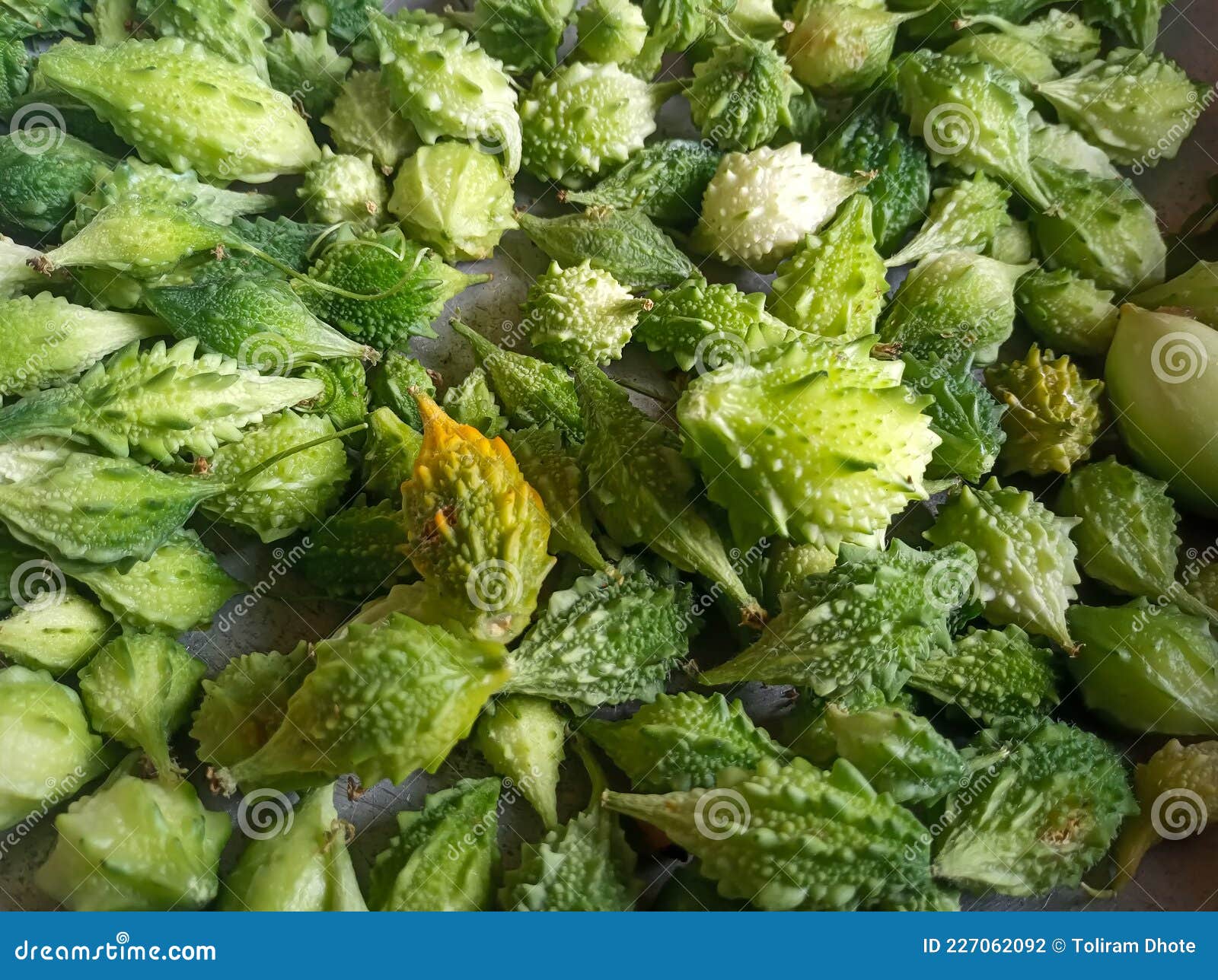 This is the Picture of Fresh Bitter Guard. Stock Photo - Image of green ...