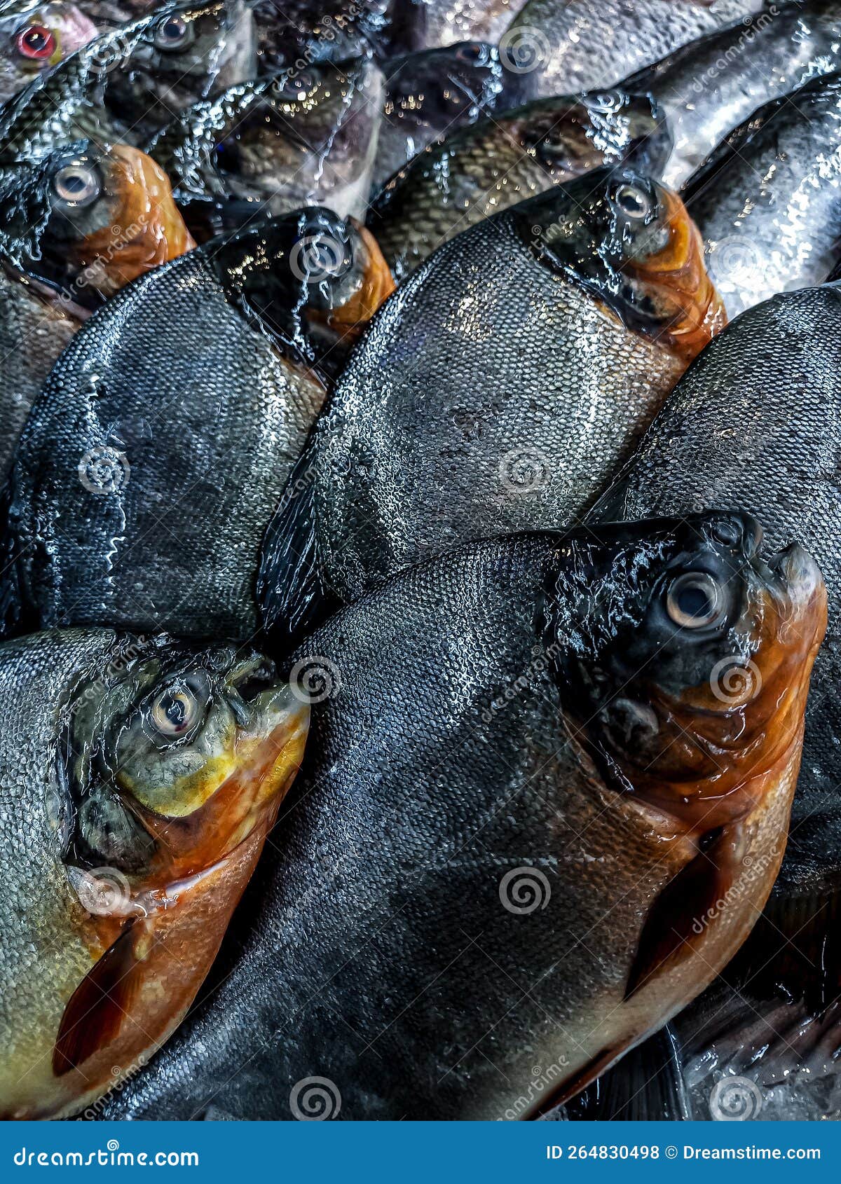 Picture of Fresh Fish from Fishing Today Stock Photo - Image of today ...