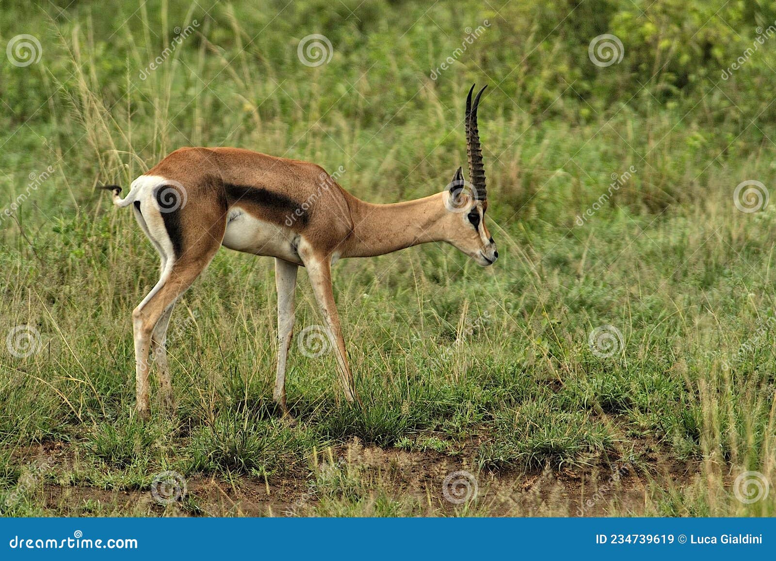 A picture of a gazelle stock image. Image of grass, antelope - 234739619