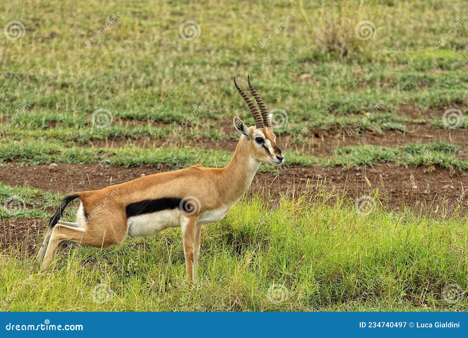 A picture of a gazelle stock image. Image of animal - 234740497