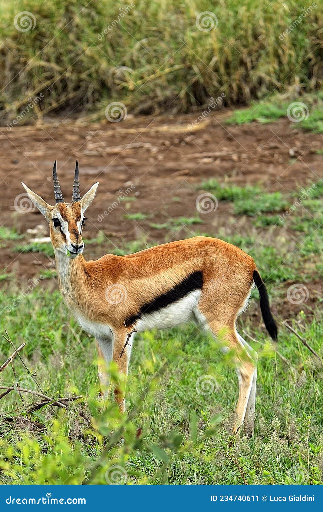 A picture of a gazelle stock image. Image of acacia - 234740611