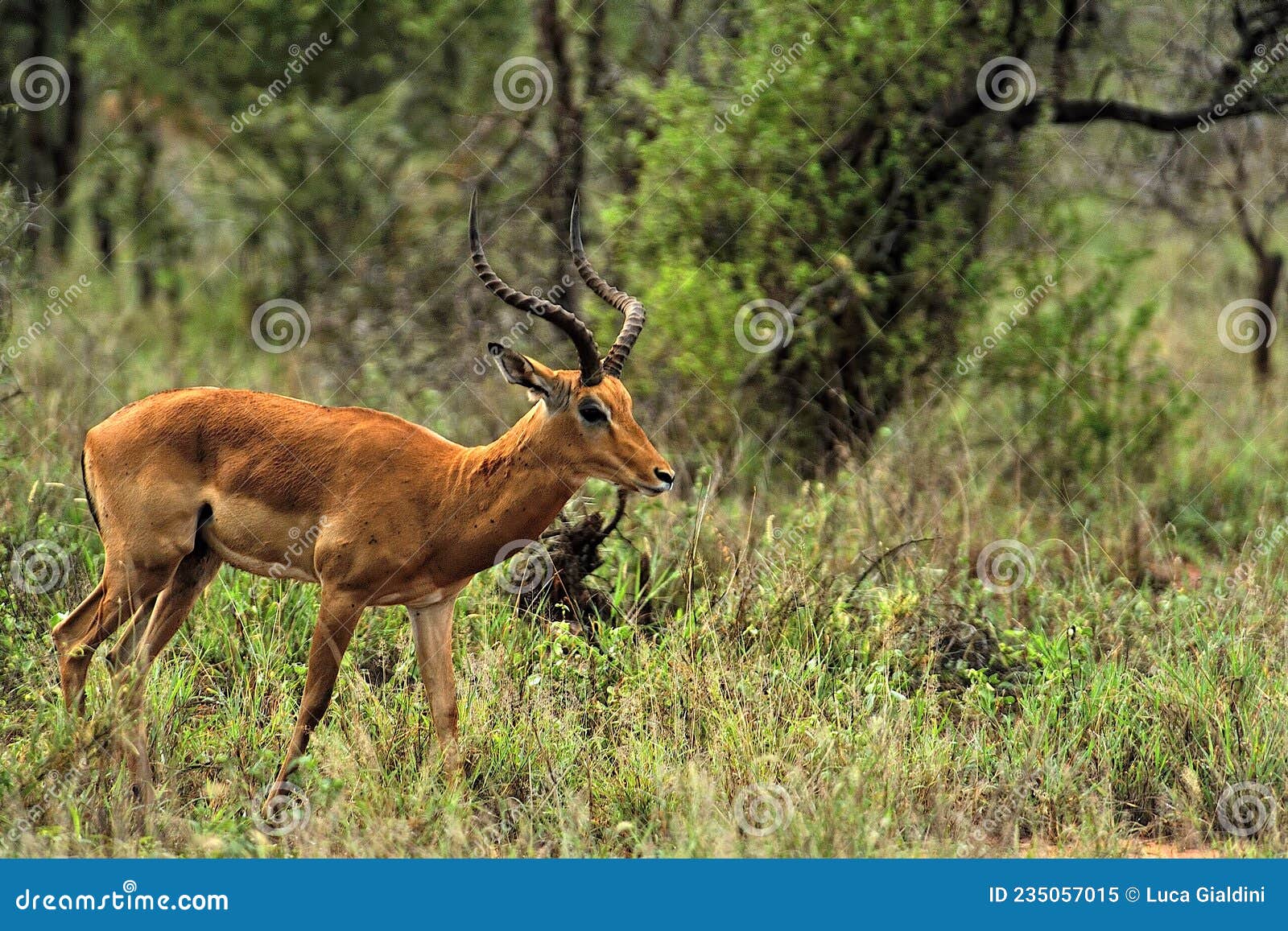 A picture of a gazelle stock image. Image of hunt, nature - 235057015