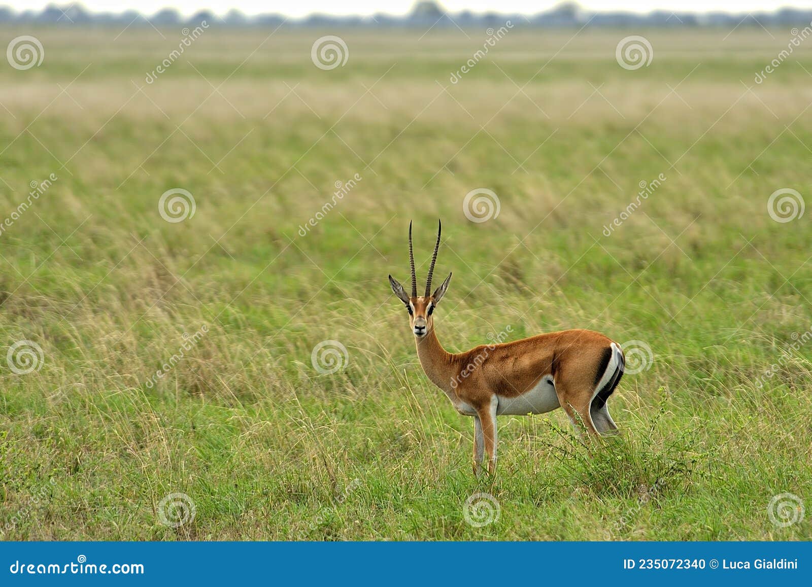 A picture of a gazelle stock photo. Image of bush, grant - 235072340
