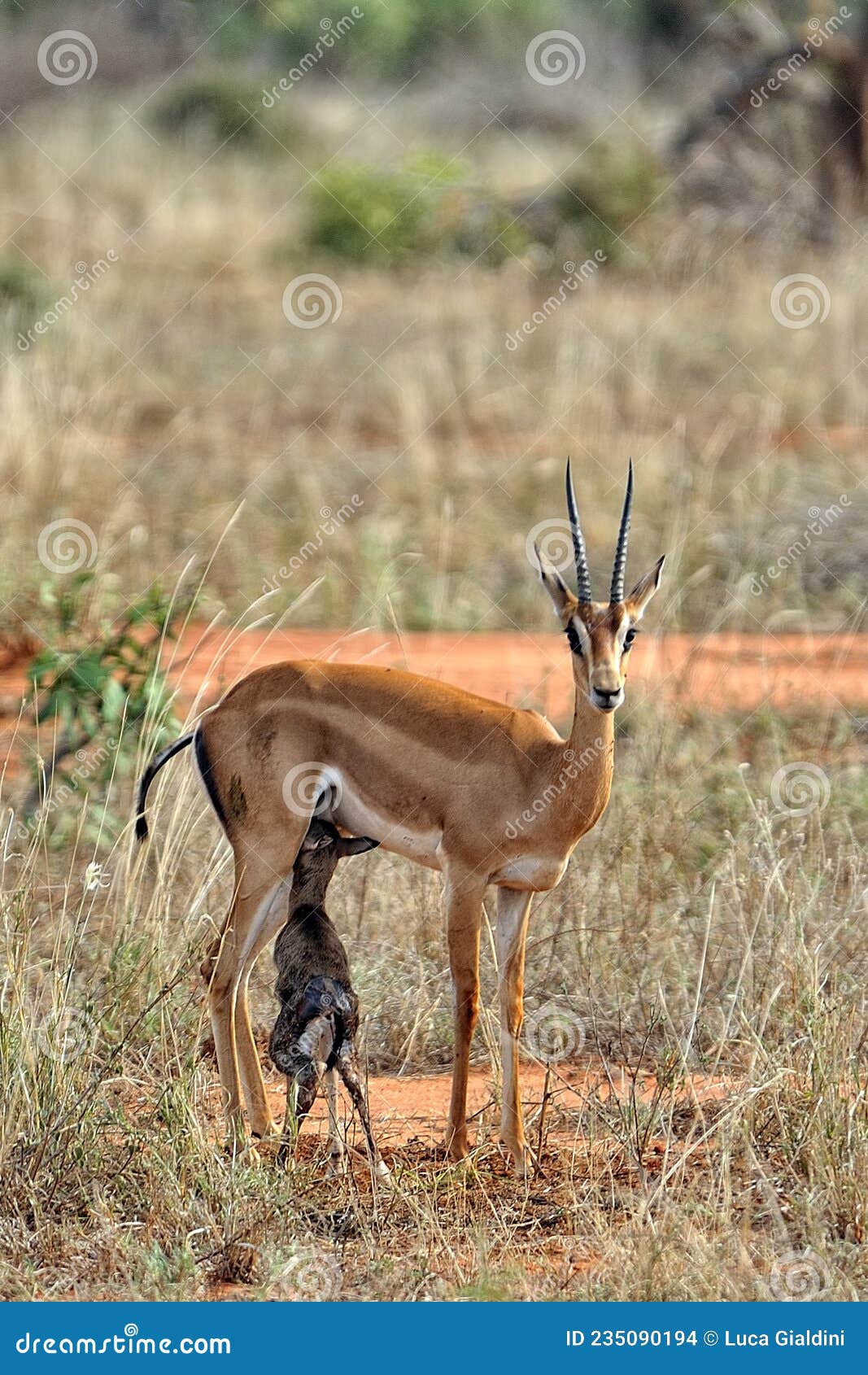A picture of a gazelle stock photo. Image of covered - 235090194