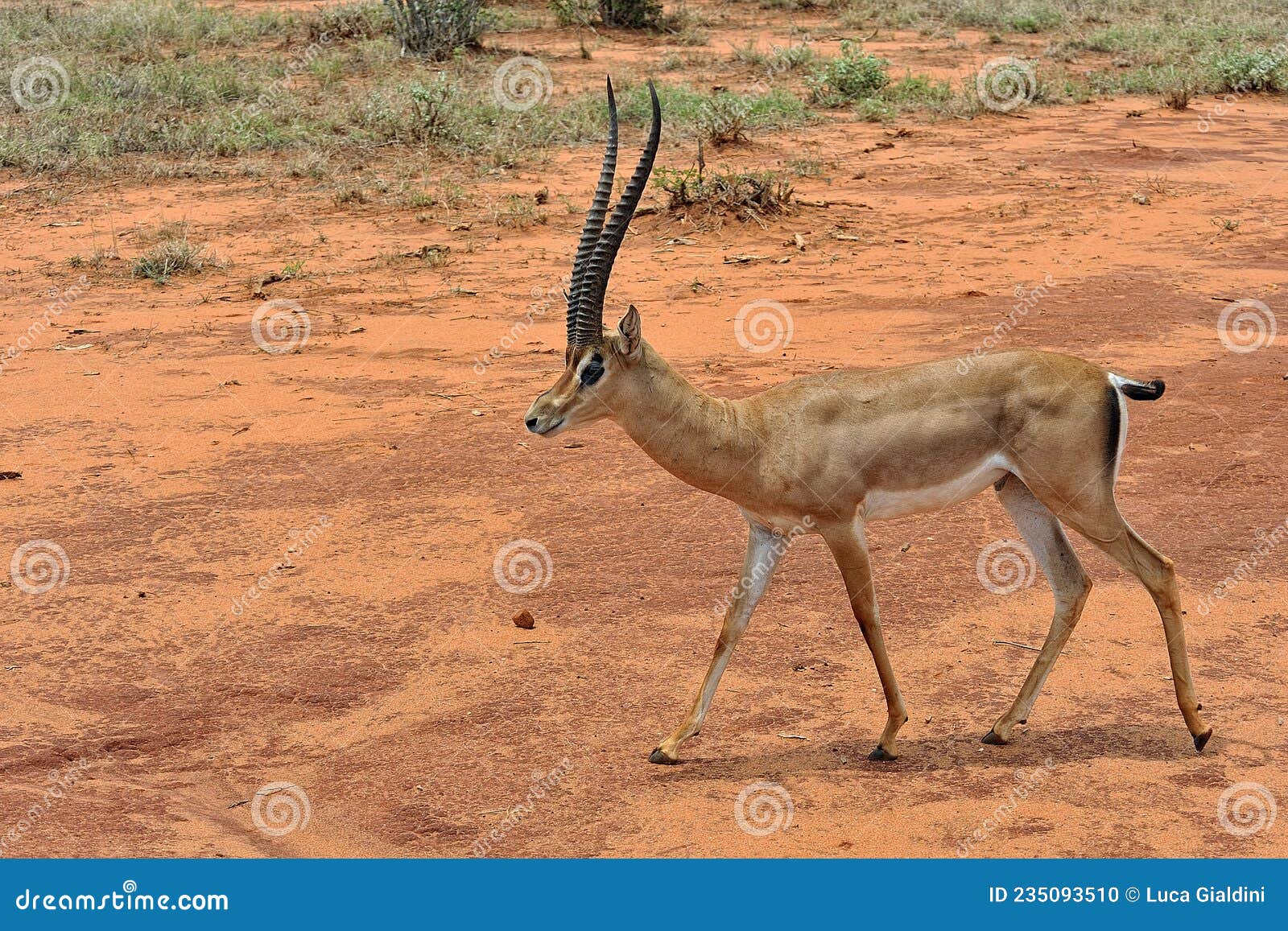 A picture of a gazelle stock photo. Image of brown, grant - 235093510