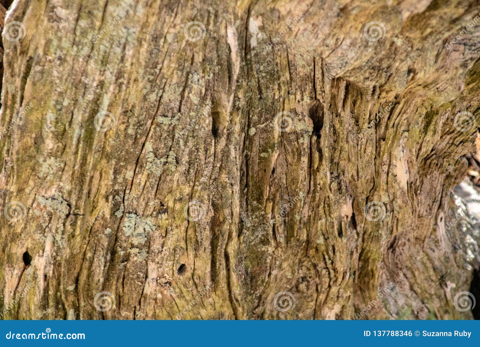 Gnarled old tree stock photo. Image of branch, nature - 137788346