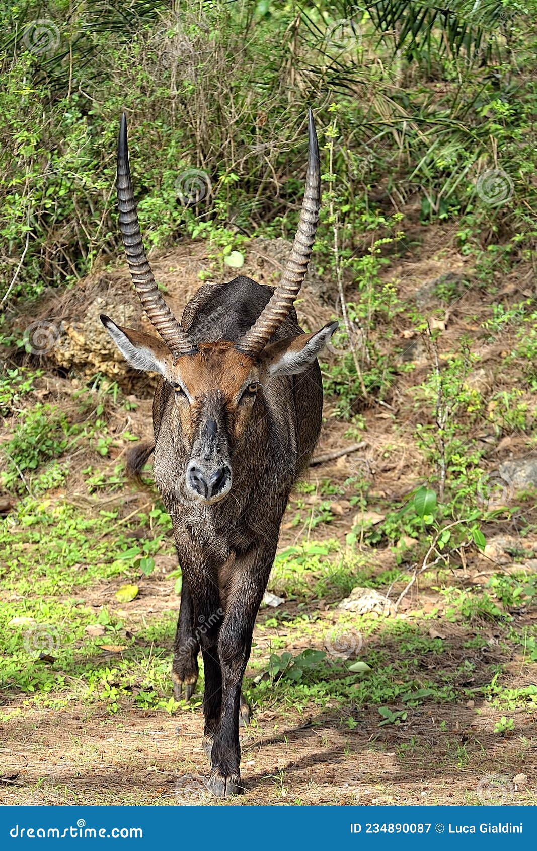 A picture of a Gnu stock image. Image of jump, outdoors - 234890087