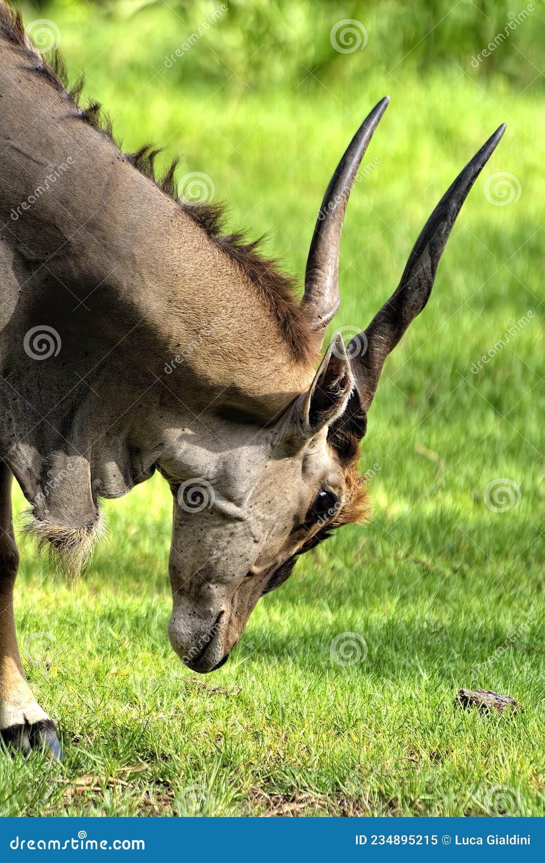 A picture of a gnu stock image. Image of game, conservation - 234895215