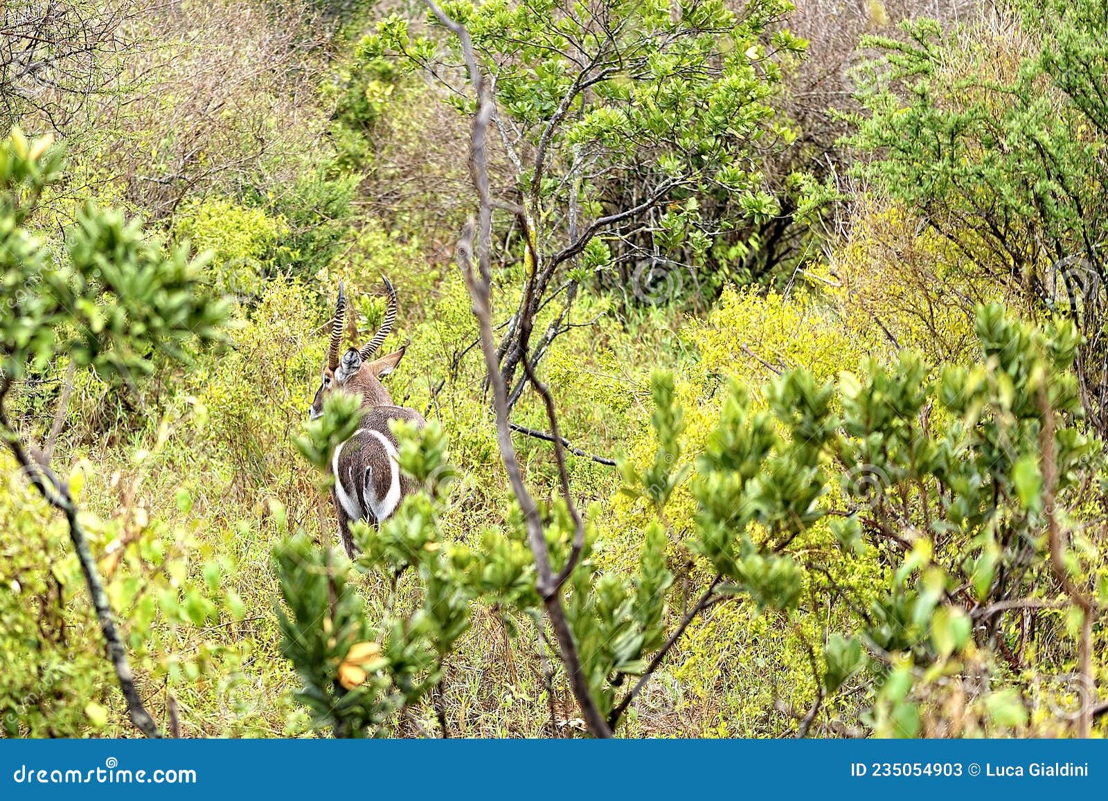 A picture of a gnu stock image. Image of family, namibia - 235054903