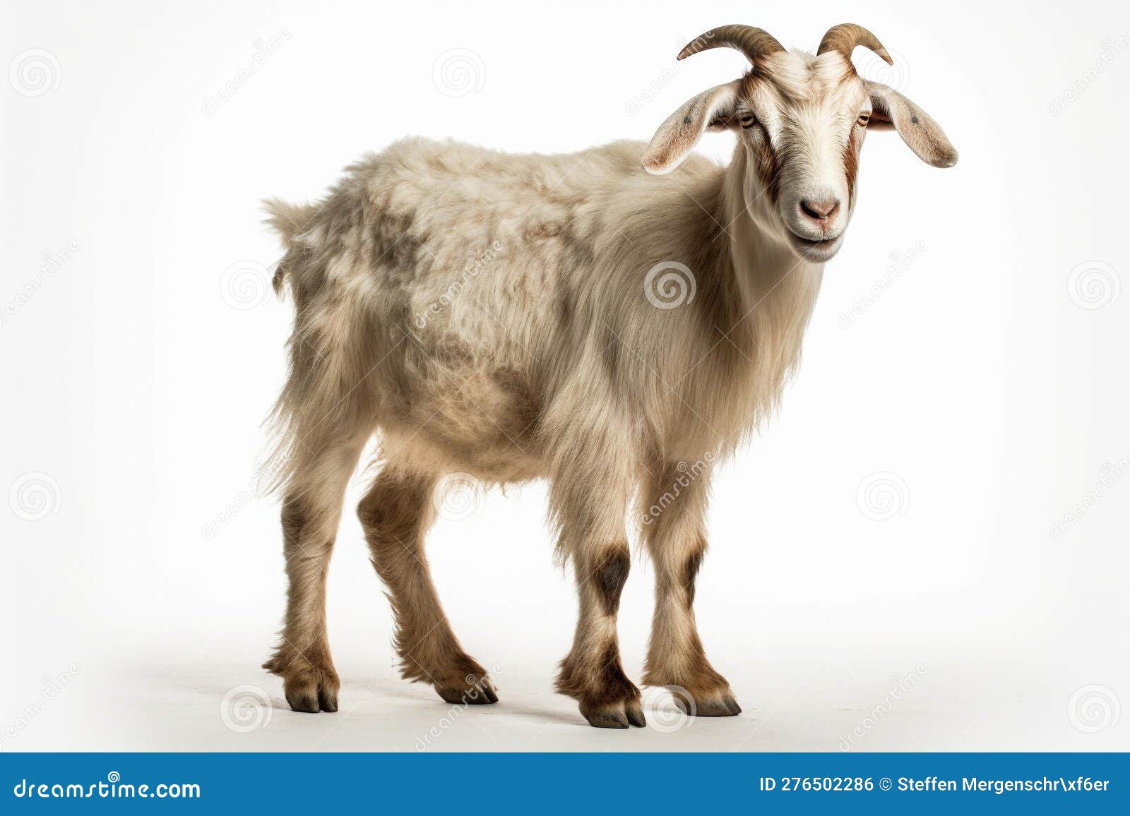 Goat on White Background stock illustration. Illustration of wildlife ...