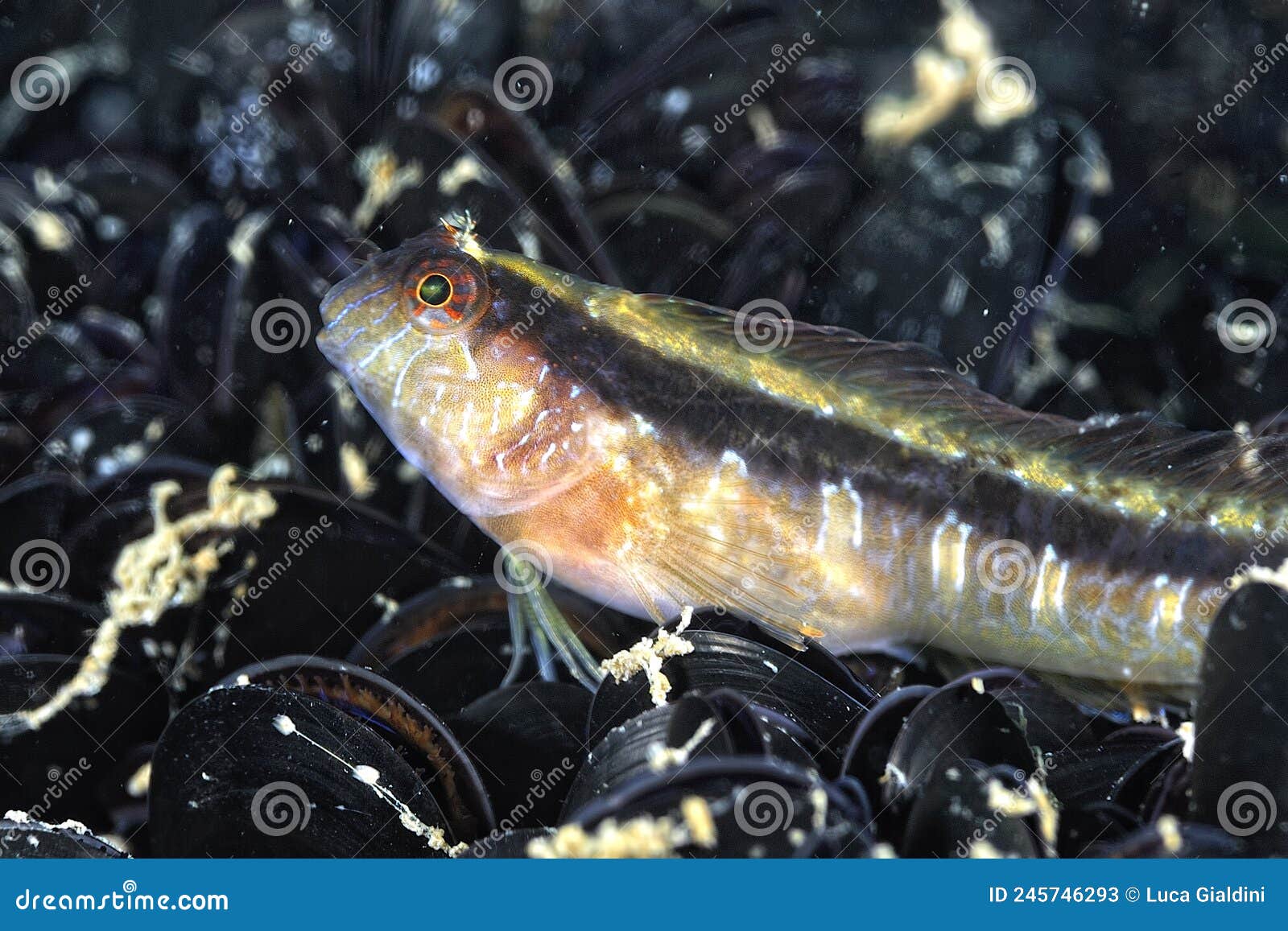 A picture of a goby stock image. Image of diagonal, earth - 245746293
