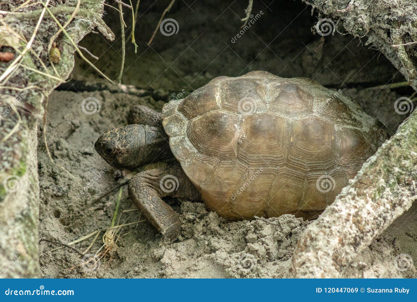 Gopher tortoise stock image. Image of sand, shell, burrow - 120447069