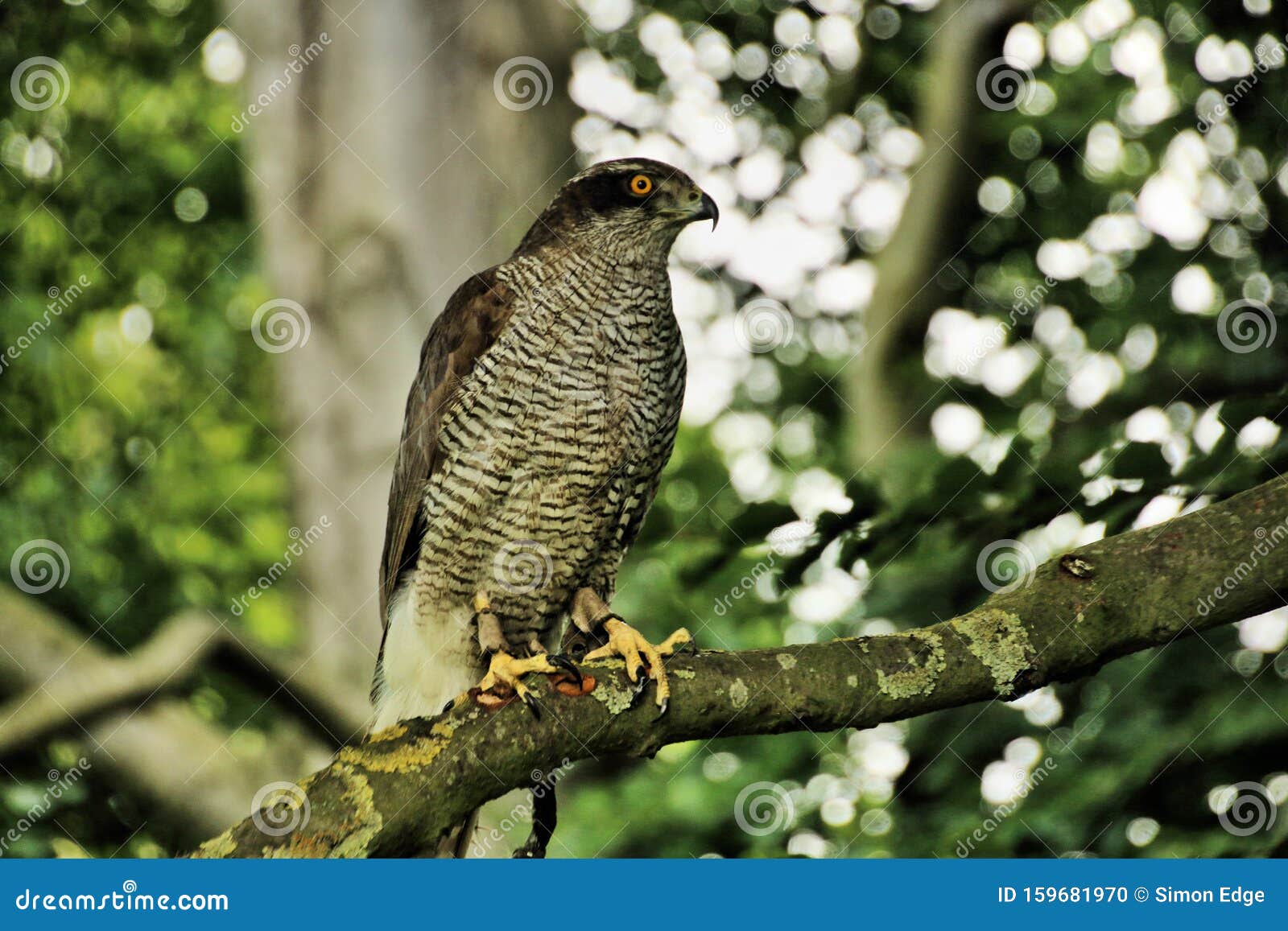 A picture of a Goshawk stock photo. Image of falcon - 159681970