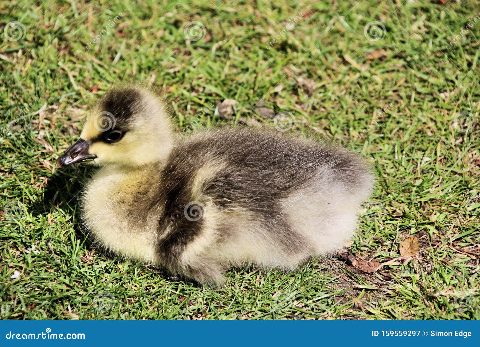 A picture of a Gosling stock image. Image of beak, geese - 159559297