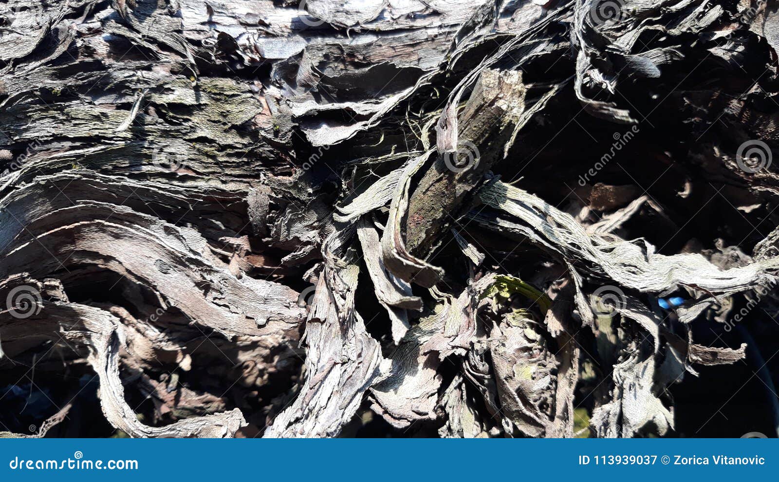 Grape tree texture stock image. Image of tree, texture - 113939037