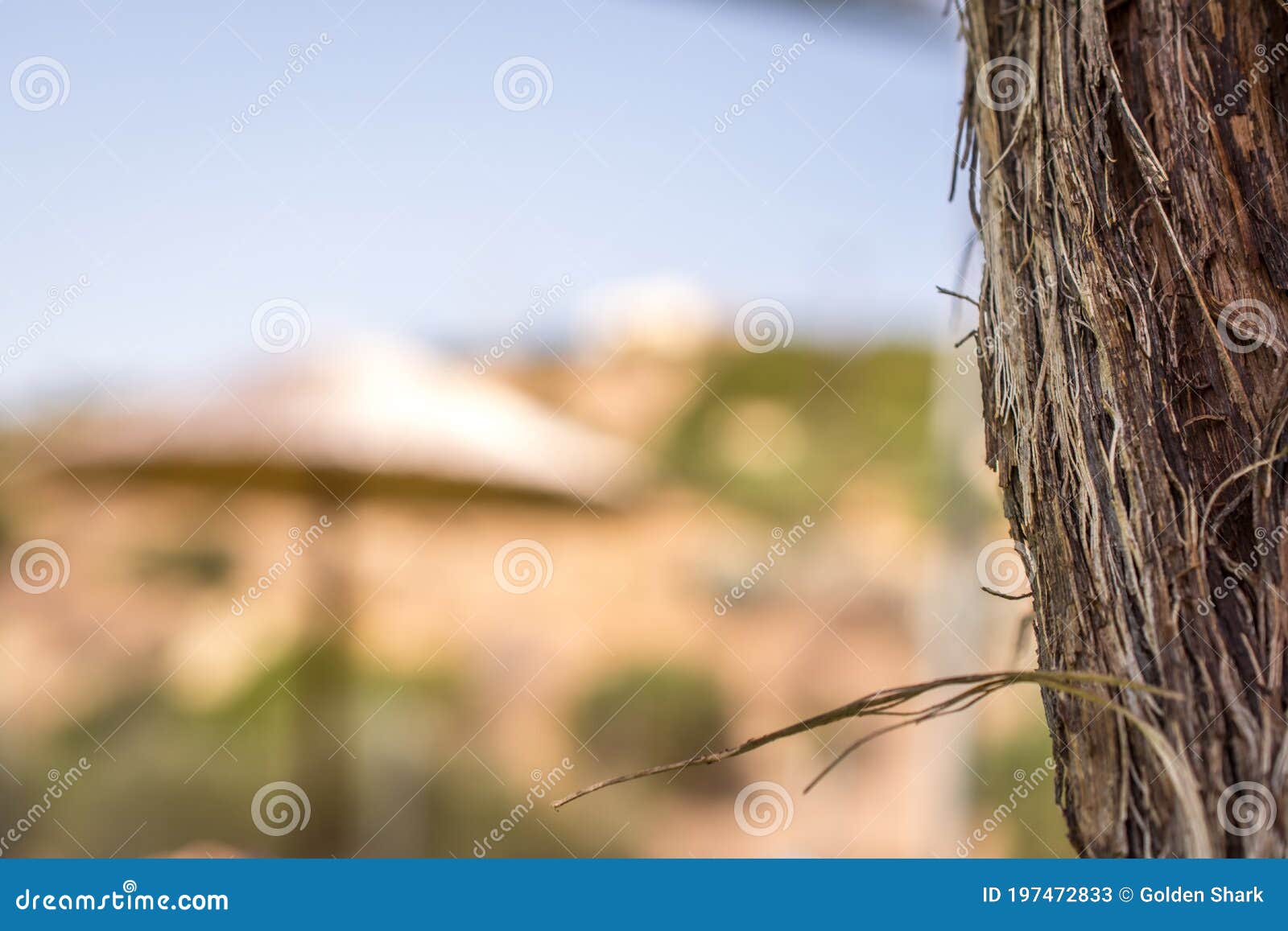 Picture of Grapes Bark Tree Texture Stock Image - Image of detail ...