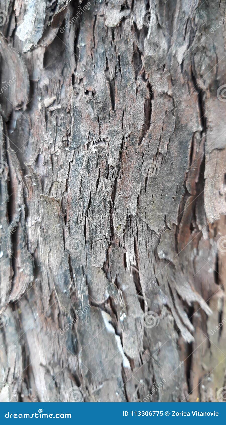 Grapes bark tree stock image. Image of tree, grapes - 113306775