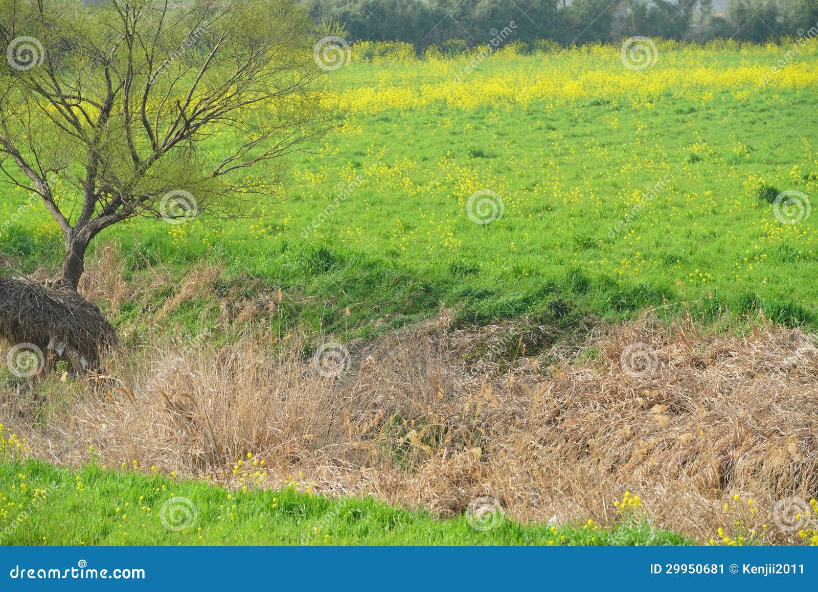 Grassland and Trees in Early Spring Stock Image - Image of early ...
