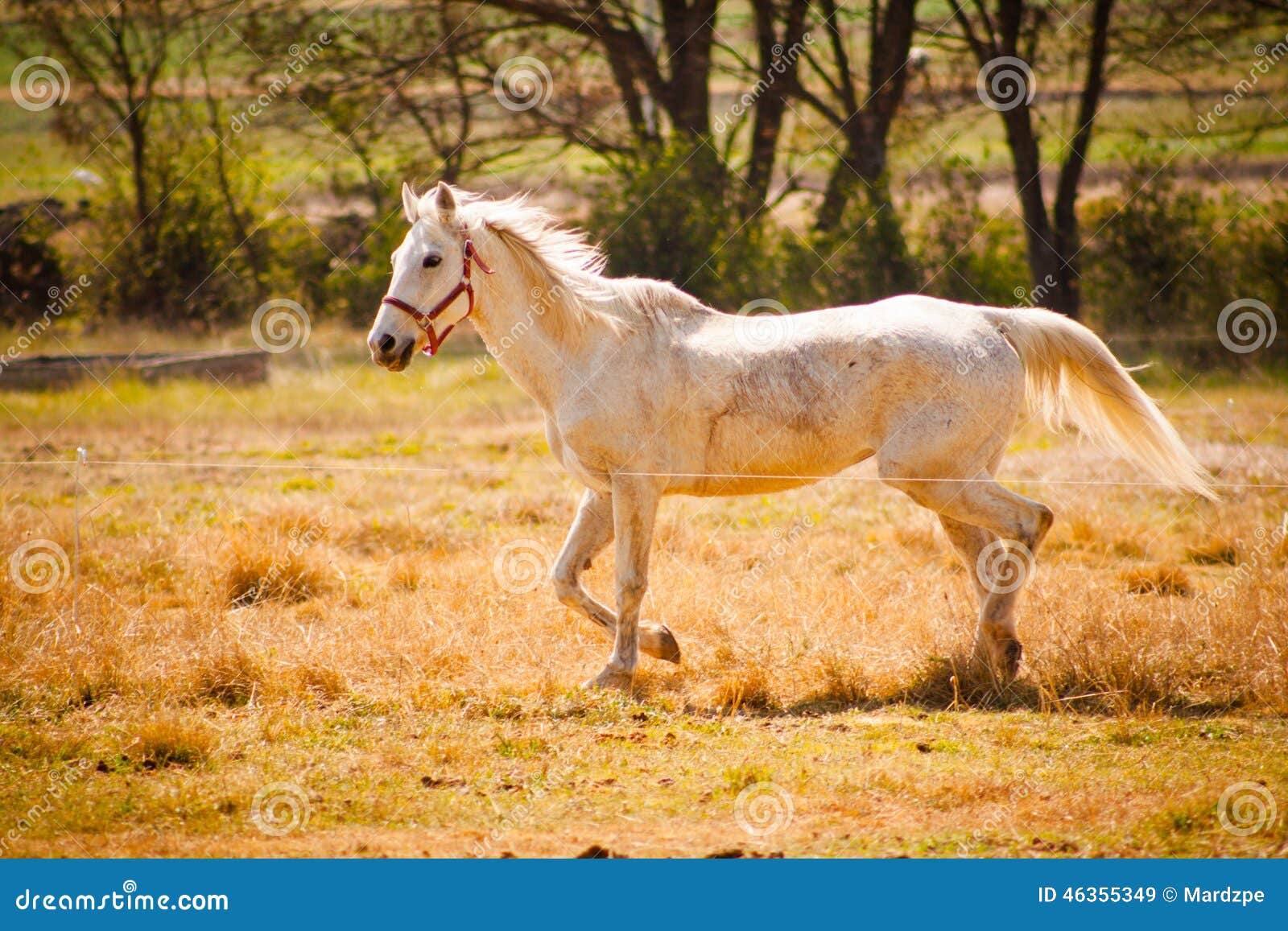 Picture of a Great White Horse Runs at the Country Stock Image - Image ...