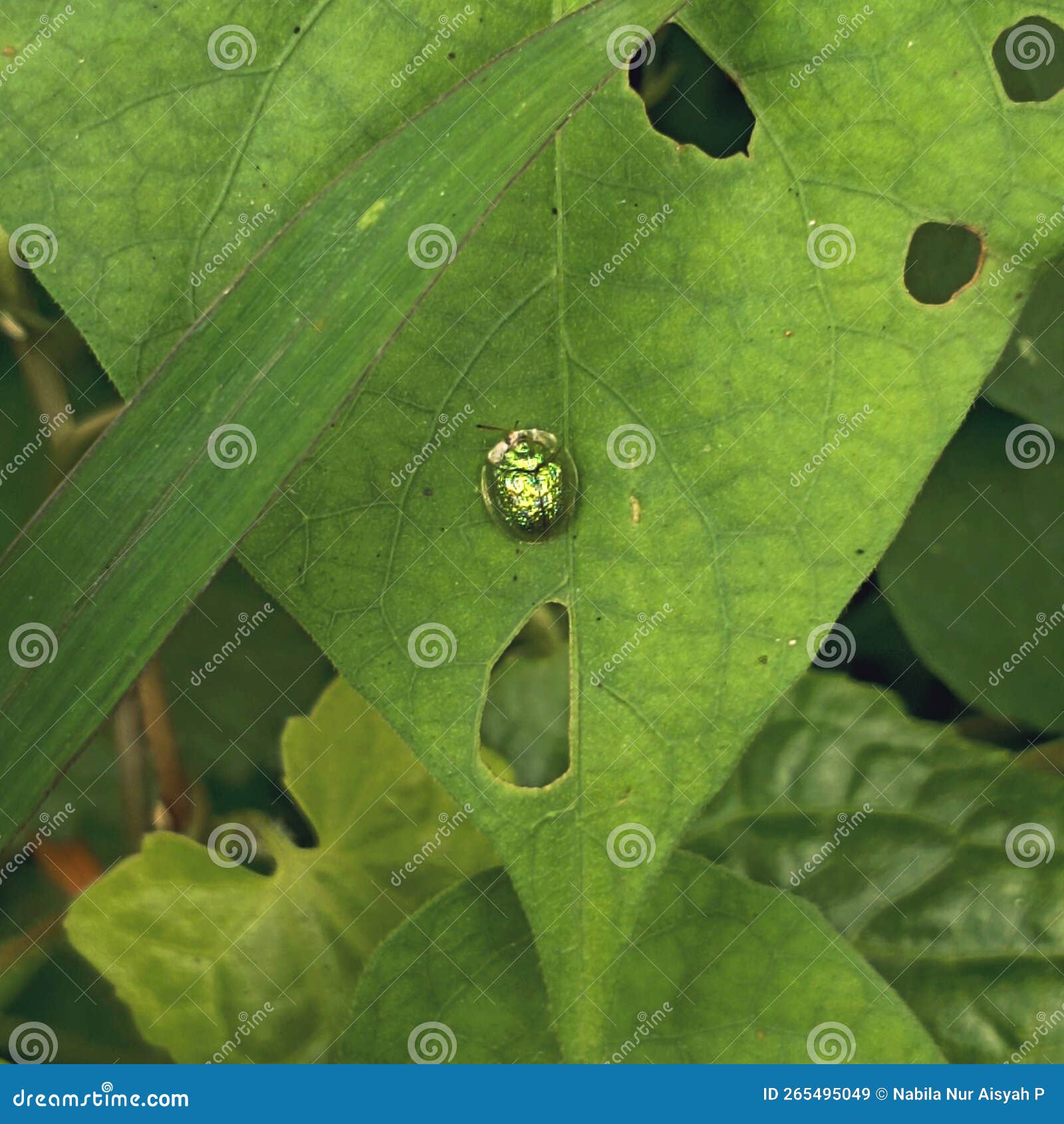 Picture of Green Bug on Leaf Stock Image - Image of leaf, tree: 265495049